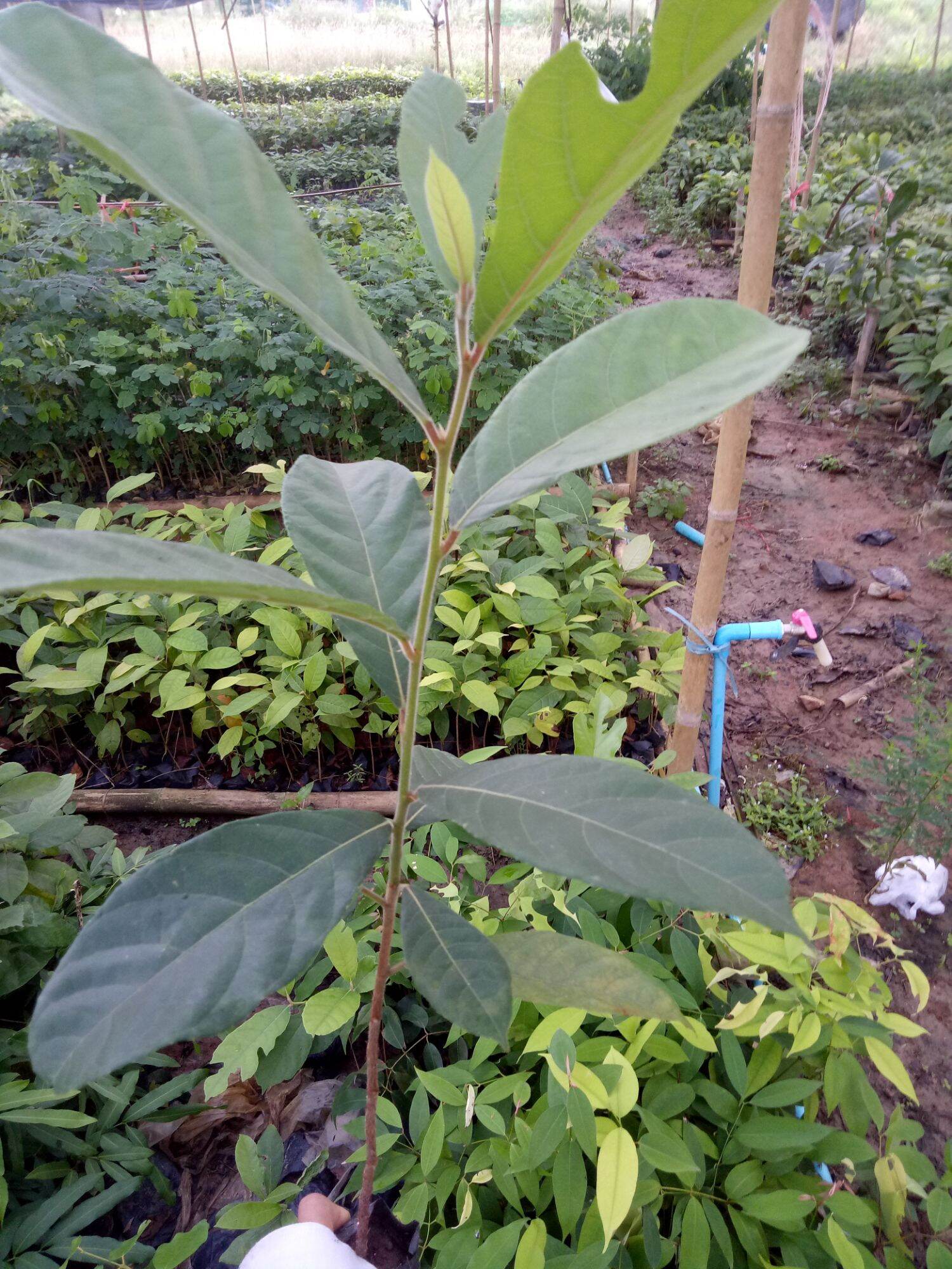 ต้นมะหาด30เ-40ซน(ชุด10ต้น200บาท)แถมฟรี1ต้น | Lazada.co.th