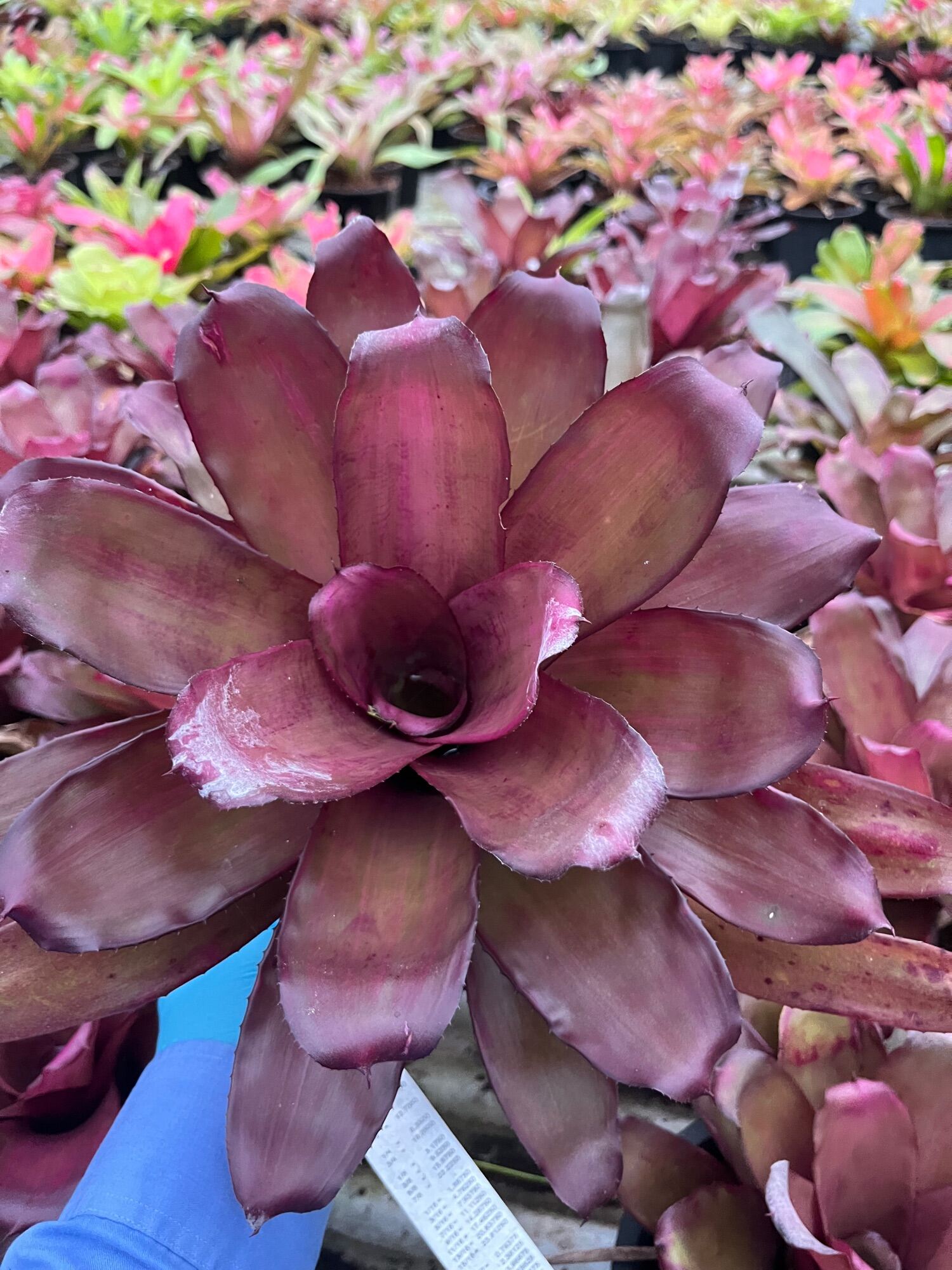 สีม่วง #neo purple star #ต้นสับประรดสี#สับปะรดสี##bromeliad# ต้นไม้สวย ...