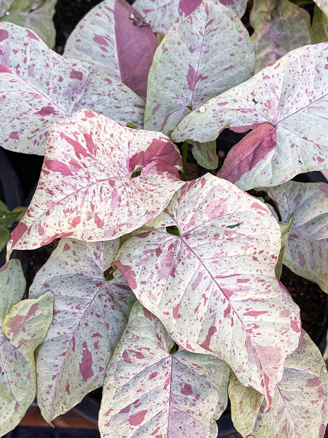 มิ้วคอนเฟตติ (Syngonium Milk Confetti) ออมมิ้วนมชมพู | Lazada.co.th