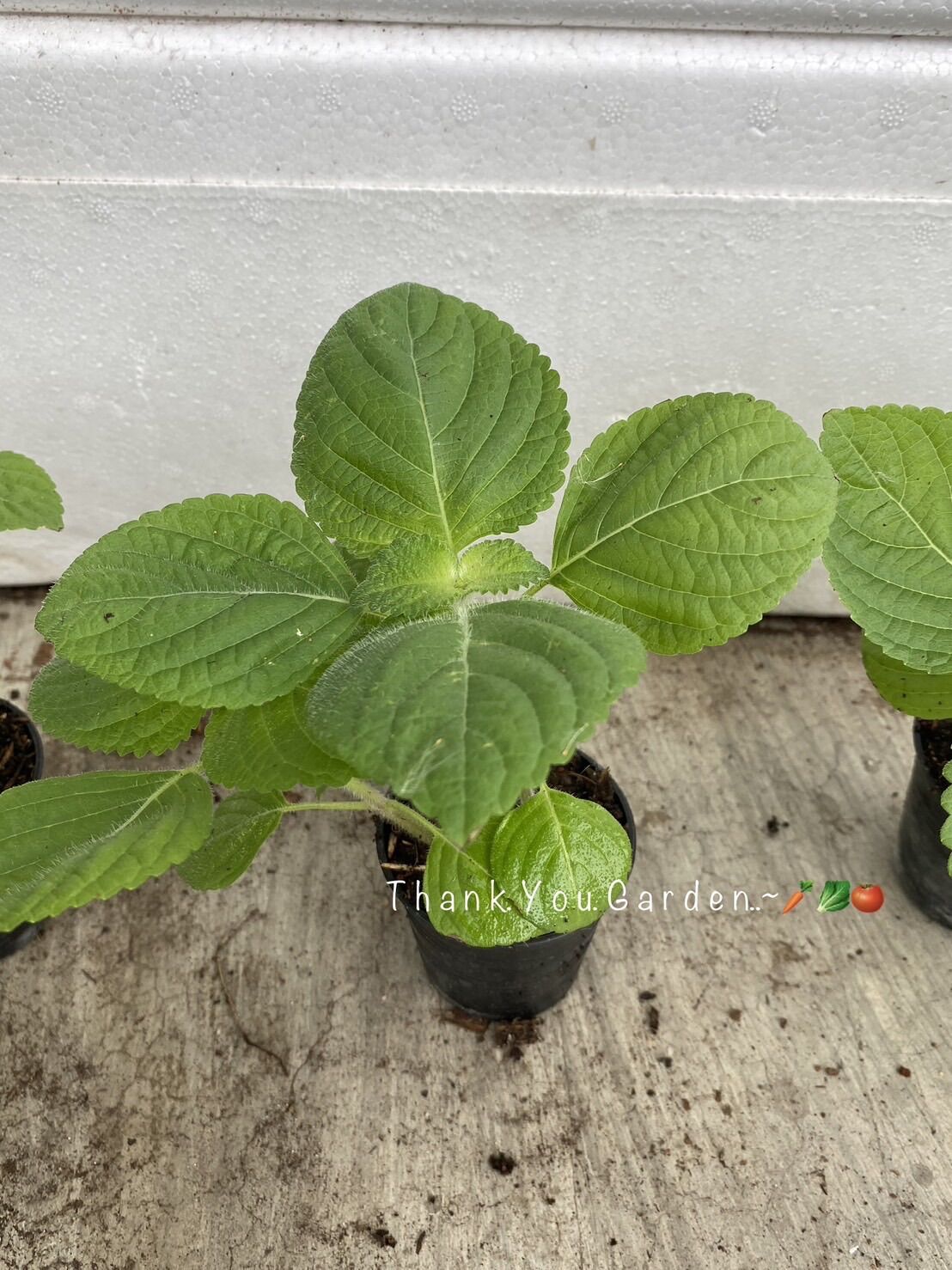 ซื้อ10 แถม 3 korean perilla kkaennip ต้นใบงาเกาหลี กระถาง2นิ้ว ต้นใหญ่ ...