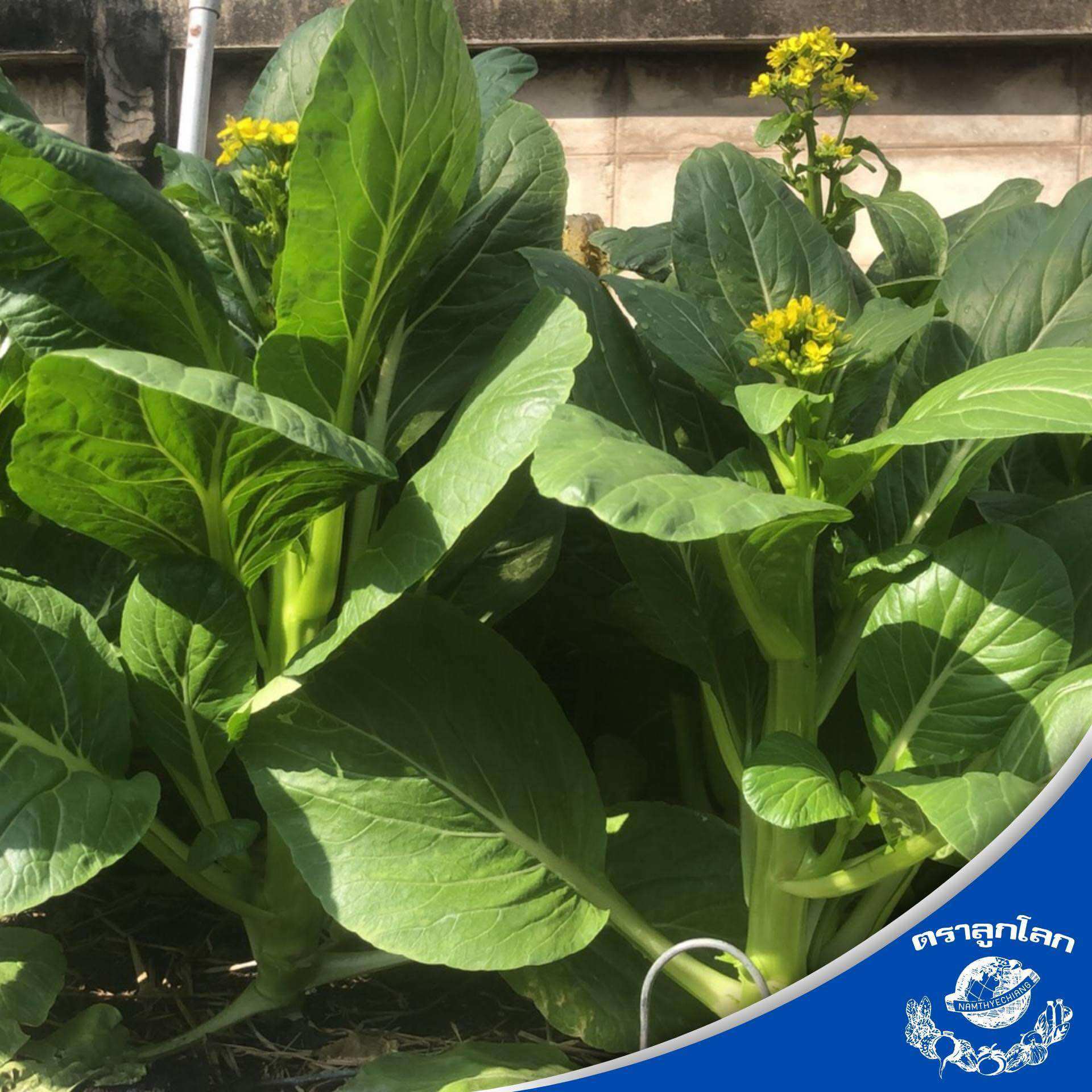 กวางตุ้งฮ่องกง ตุ้งดอก บรรจุ 80 กรัม (ประมาณ 20000 เมล็ด) สิ้นอายุทำ ...