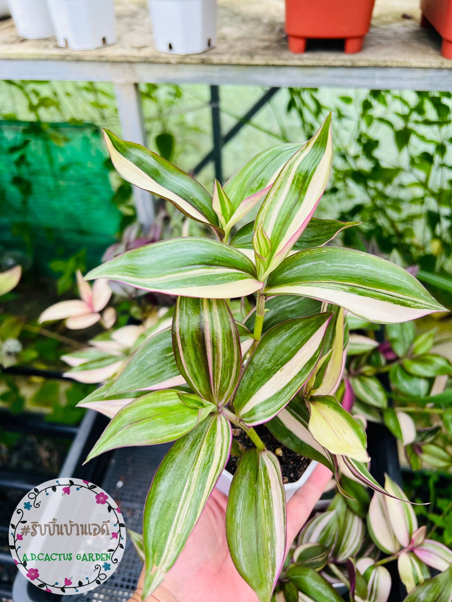 T.zebiana multicolor discolor ก้ามปูหลุดมัลติคัลเลอร์ | Lazada.co.th