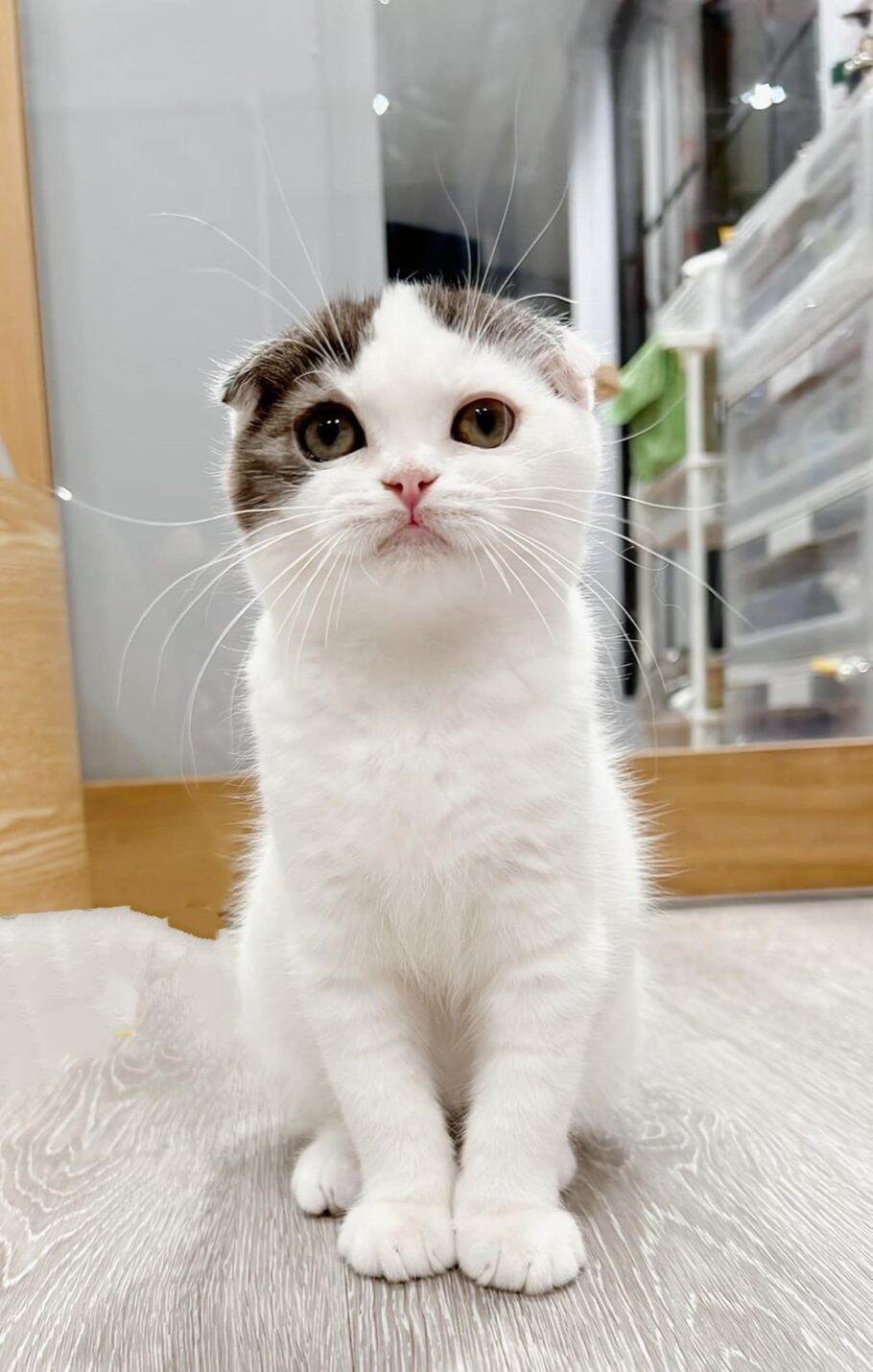 Yuta Pet Shop ประเทศไทย ร้านค้าออนไลน์อย่างเป็นทางการ | ช้อปเลยบน Lazada