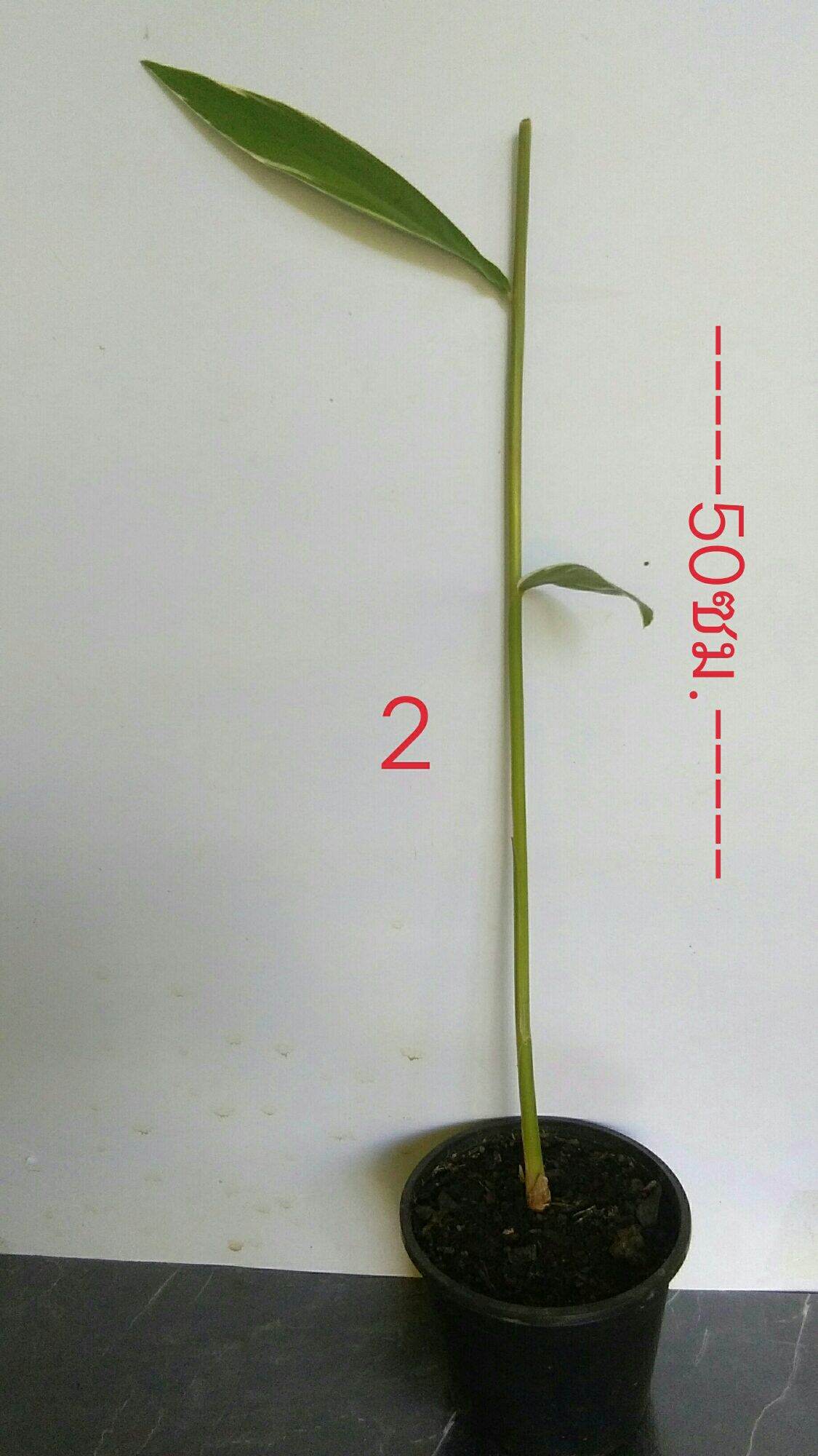 ว่าน ไพล ไพลด่าง ว่านไฟ ไพลปลุกเสก ว่านฤาษีสร้าง Phlai, Cassumunar ...