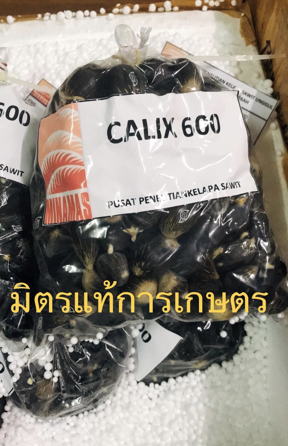 เมล็ดพันธุ์ปาล์มคาลิค600 ( CALIX 600 ) จำหน่าย เมล็ดละ 45 บาท | Lazada ...