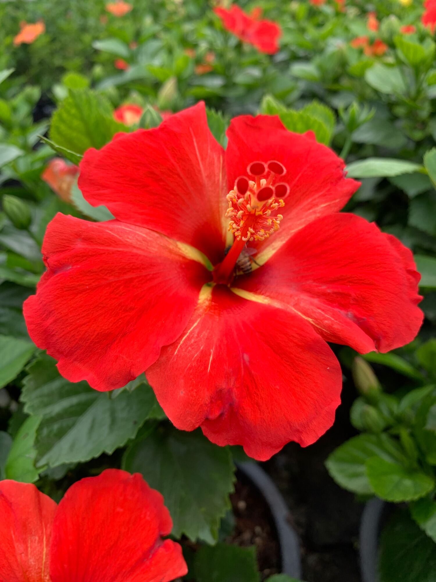 ชบาฮาวายพันธ์ดอกใหญ่ Hibiscus hybrid. ต้นใหญ่ ขนาด 60-80 ซม. พร้อมออก ...