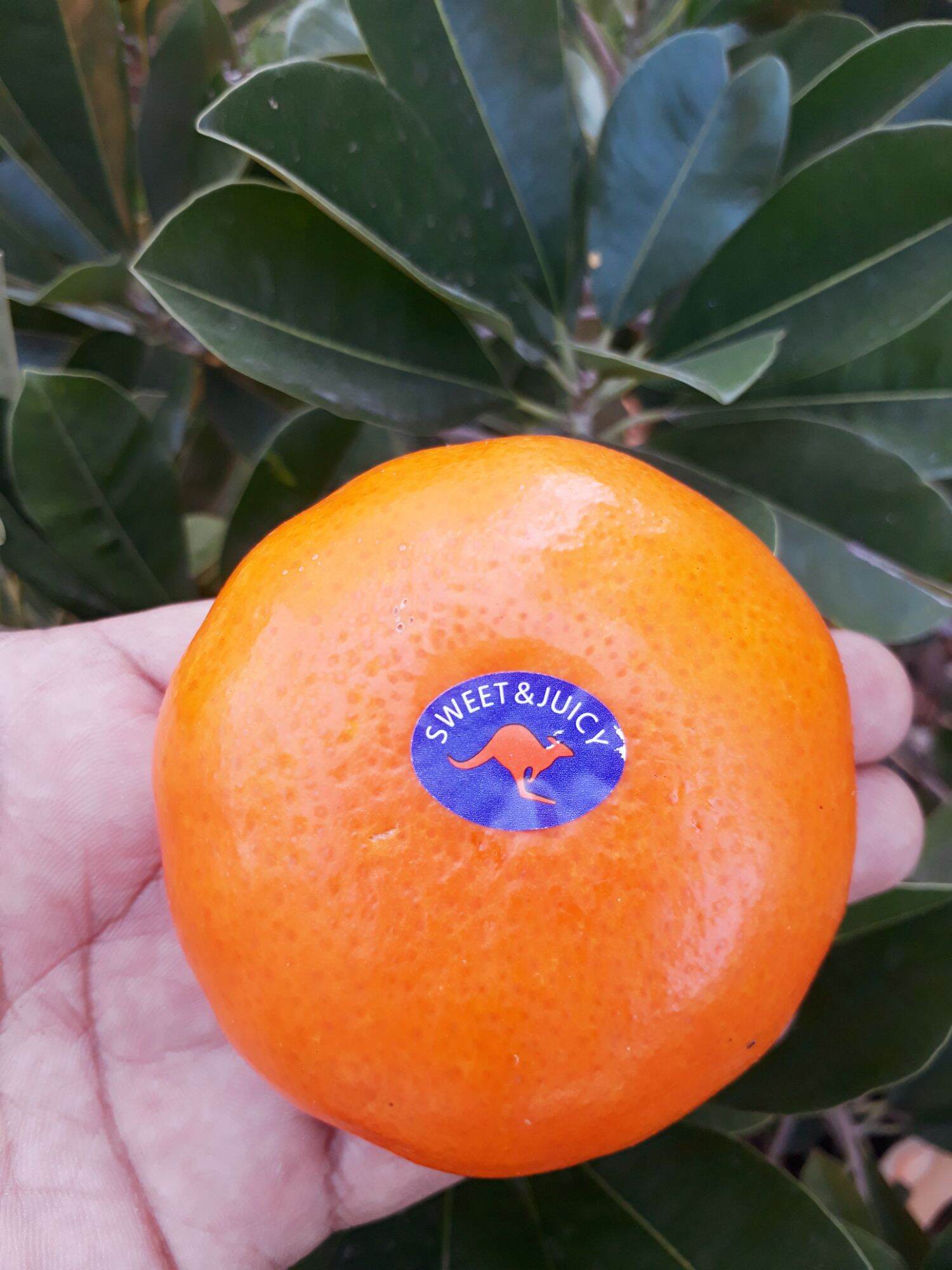 Mandarin Murcott Critus ( china ) 1 ลัง 9 kg. size L ประมาน 48 ลูกคะ ...