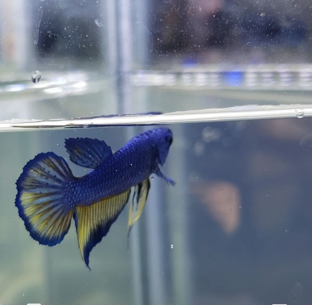 ‼️ โปรถูกสุด ๆ ปลากัดแฟนซี เพศผู้ อายุ 3 เดือน a8 - oni_fish_farm ...