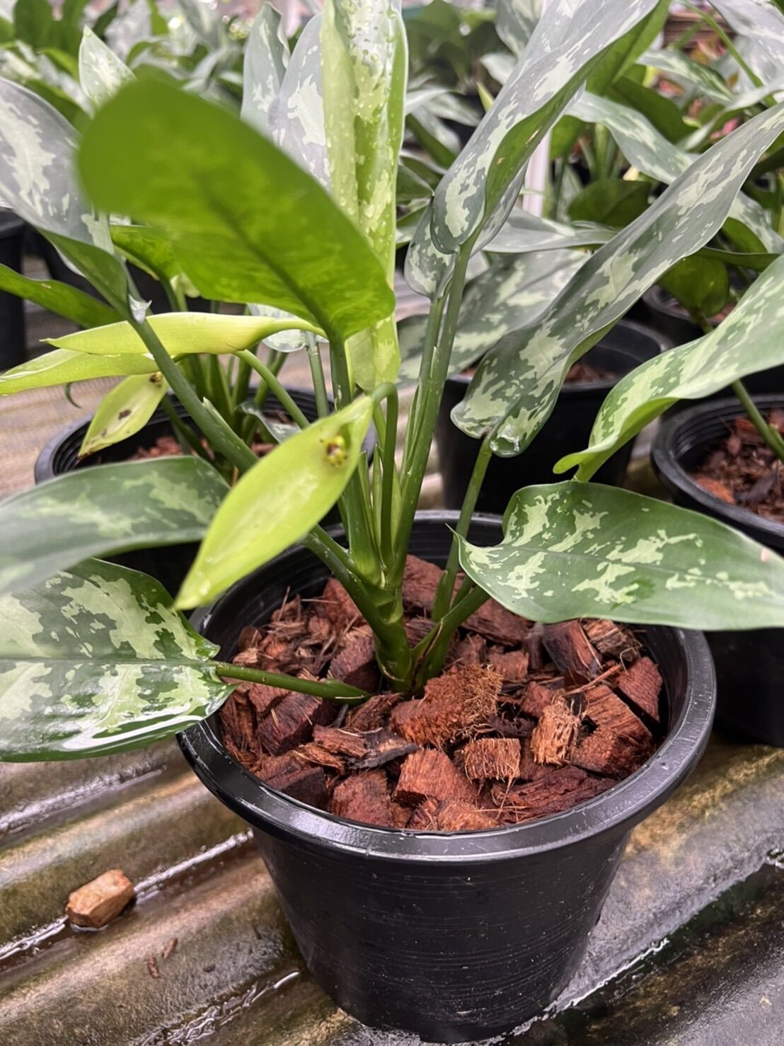 ต้นเขียวหมื่นปี Aglaonema Modestum ต้นไม้มงคล ดูดสารพิษ ทำให้อายุยืนยาว ...