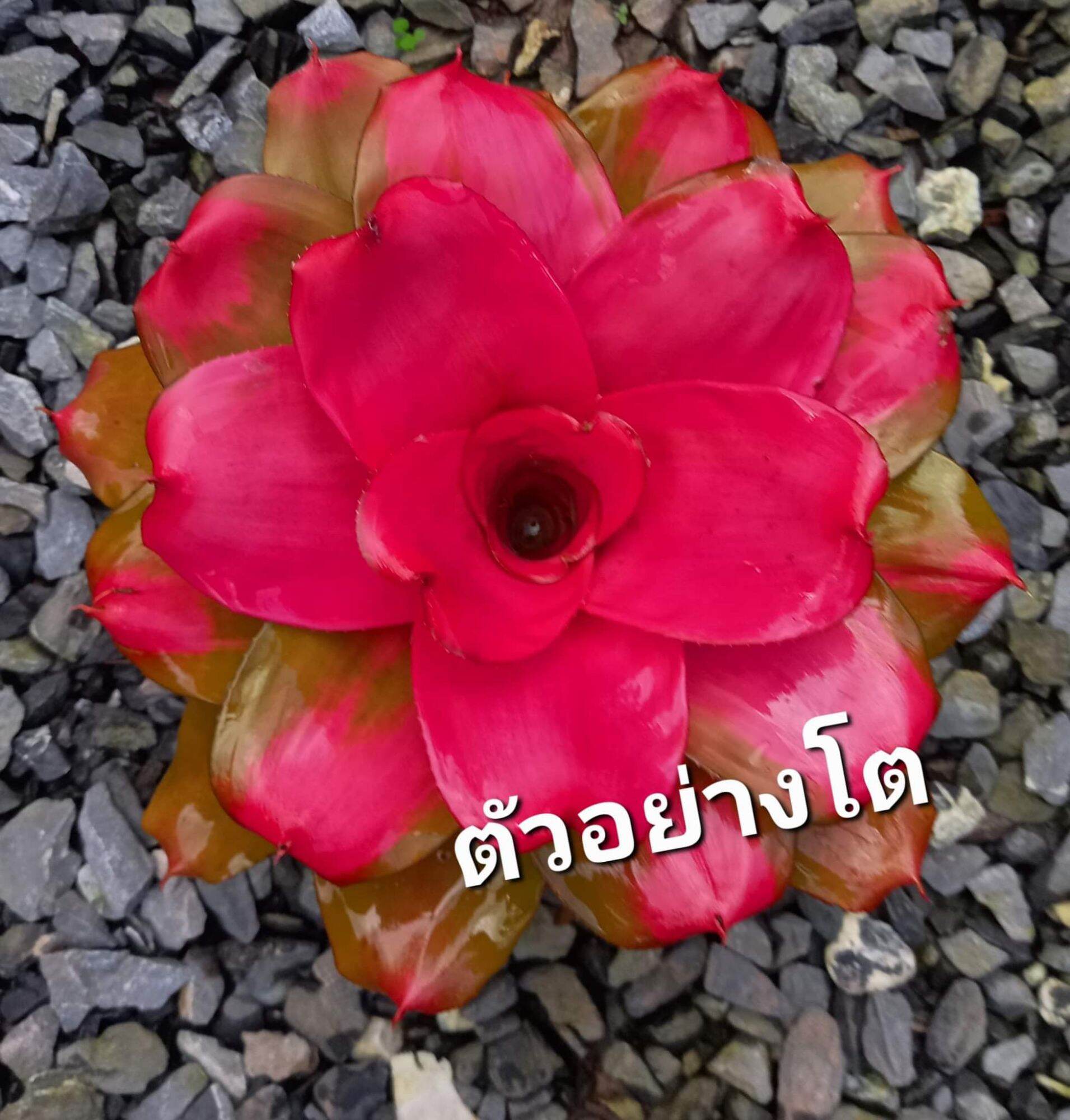 สับปะรดสี Neo. Pink debbie ราชินีแห่งสีชมพูสวยหวานมากฟอร์มสวยตลอดกาล ...