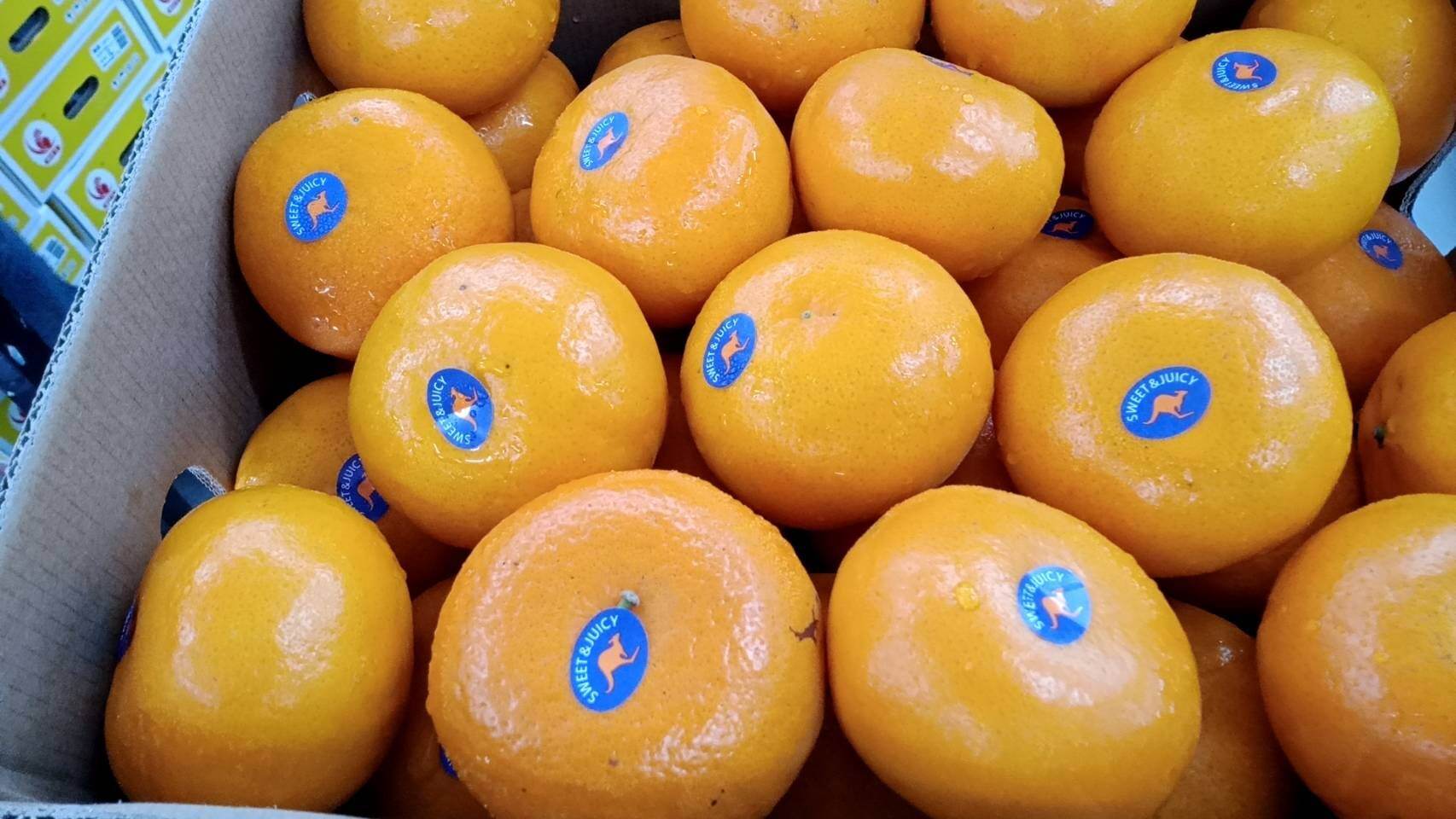 Mandarin Murcott Critus ( china ) 1 ลัง 9 kg. size L ประมาน 48 ลูกคะ ...