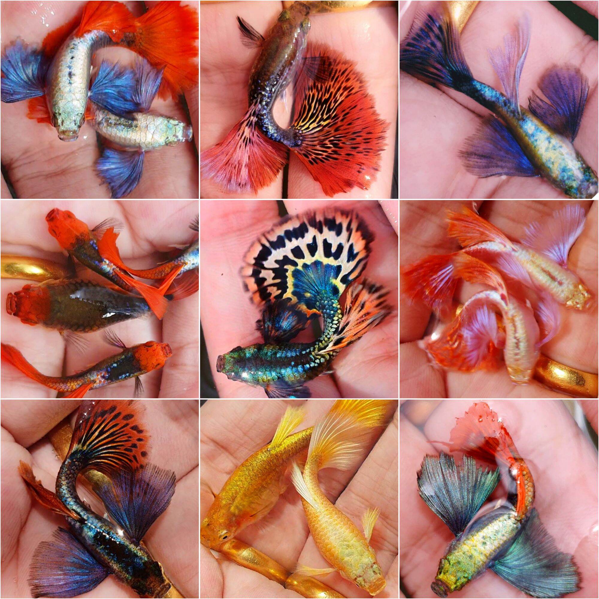 Moya Fish Shop ร้านค้าอย่างเป็นทางทางในประเทศไทย ช้อปสะดวกปลอดภัย ที่ลา ...