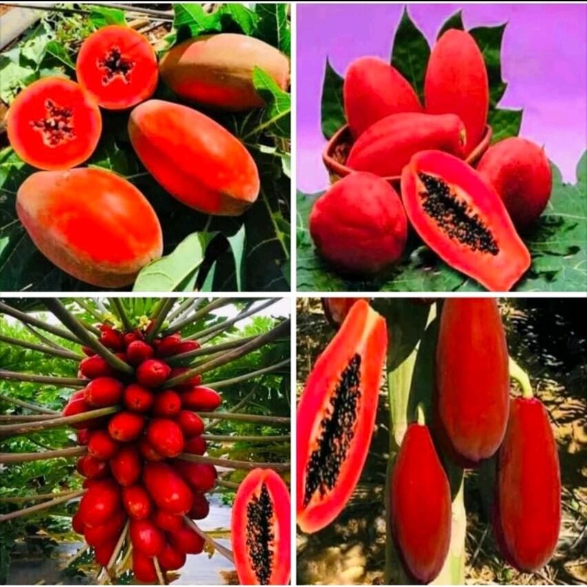 เมล็ดพันธ์มะละกอ ใต้หวัน (Red Ruby) | Lazada.co.th