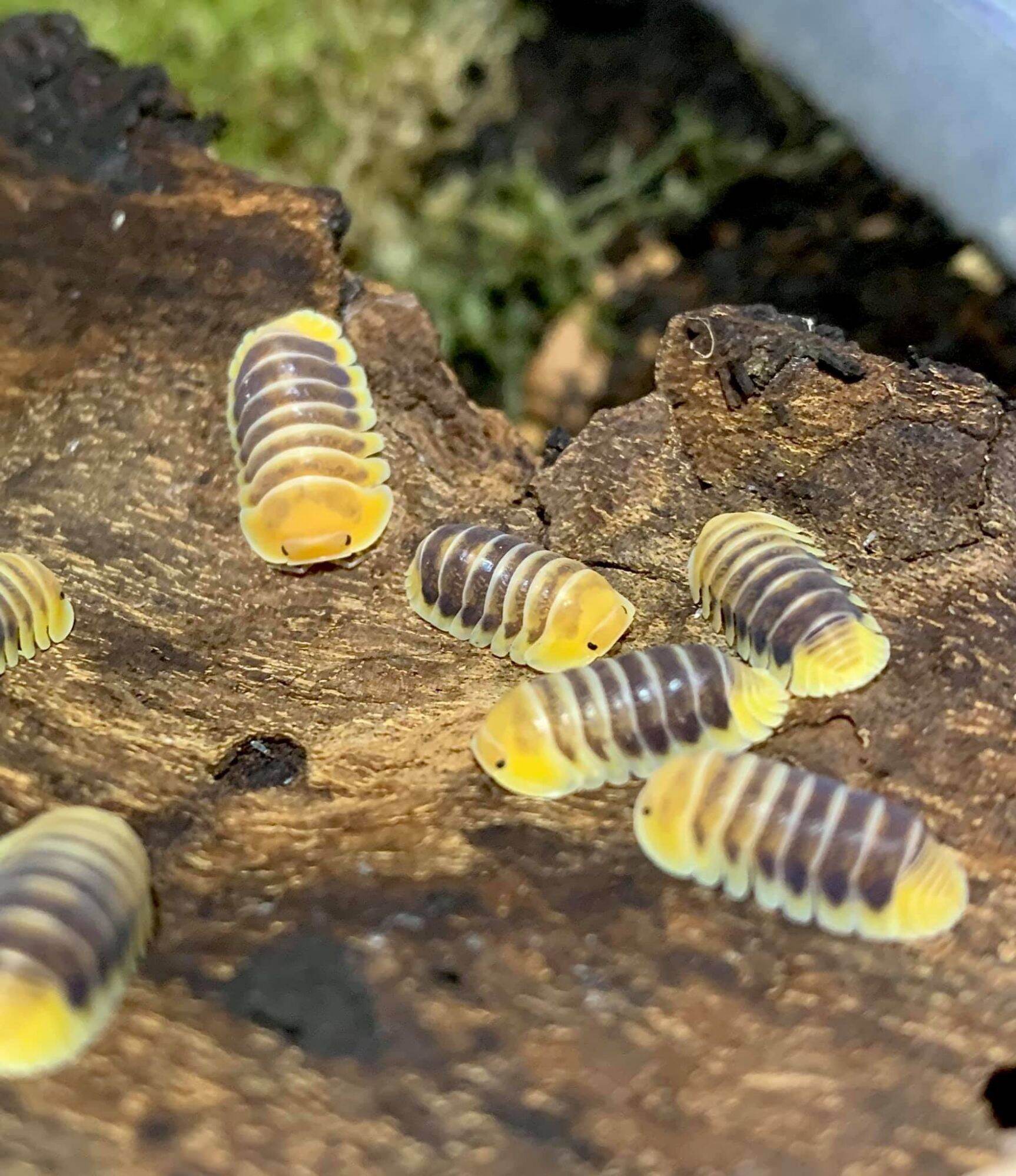 Isopod Jupiter จำนวนจำกัด พิเศษ ตัวละ 475 บาท - @2022 Everything - ThaiPick