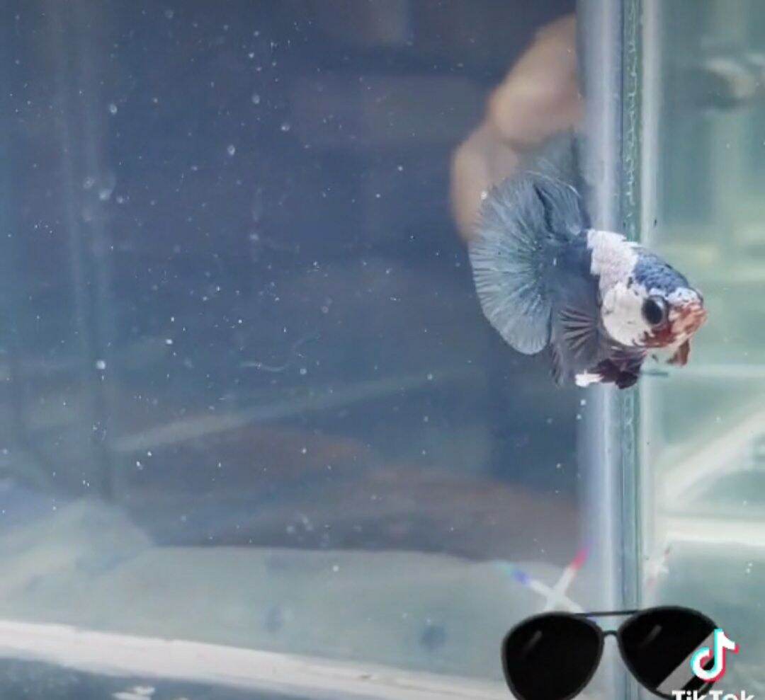 ‼️ โปรถูกสุด ๆ ปลากัดแฟนซี เพศผู้ อายุ 3 เดือน a8 - oni_fish_farm ...