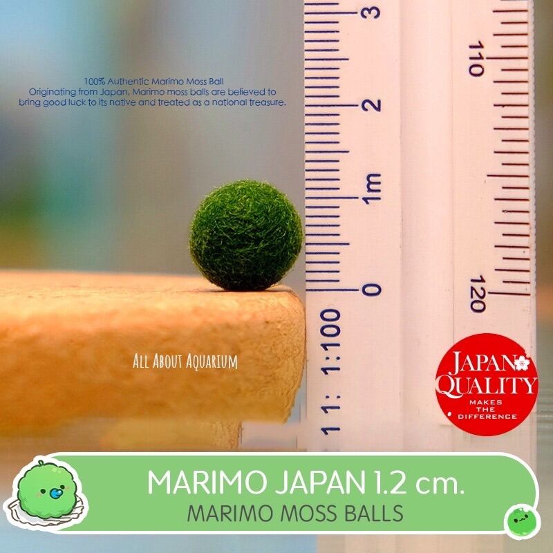 (พร้อมส่ง) มาริโมะสายพันธุ์ญี่ปุ่น พิเศษ1แถม1‼️ ขนสั้น MARIMO | Lazada.co.th