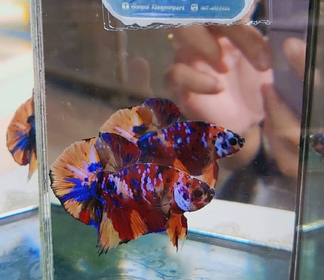 ปลากัด by FNbetta กาแล็คซี่ multi galaxy ปลาสวยงาม ปลากัดแฟนซี โค่ย ...