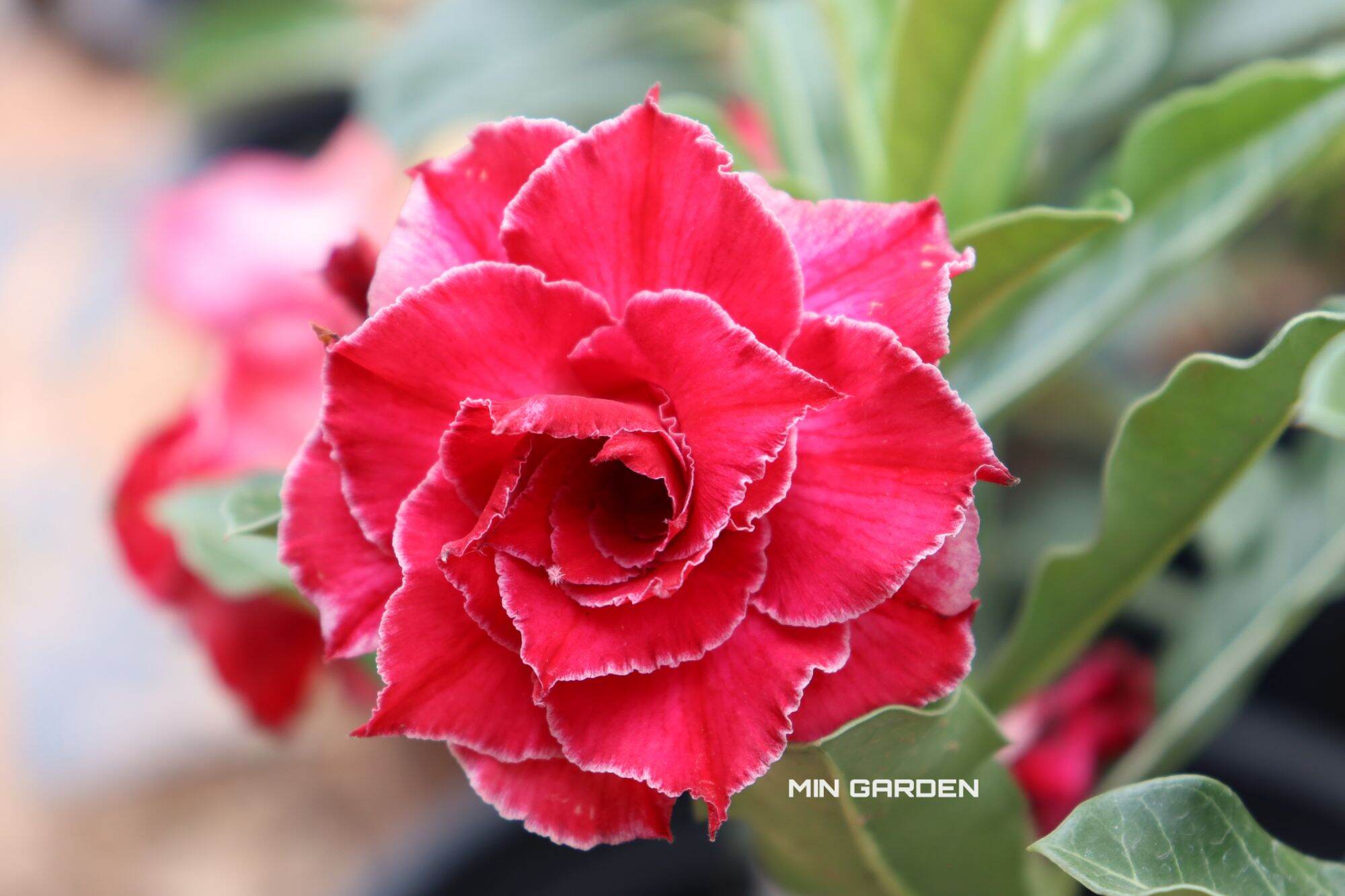 Shop online with MIN GARDEN now! Visit MIN GARDEN on Lazada.