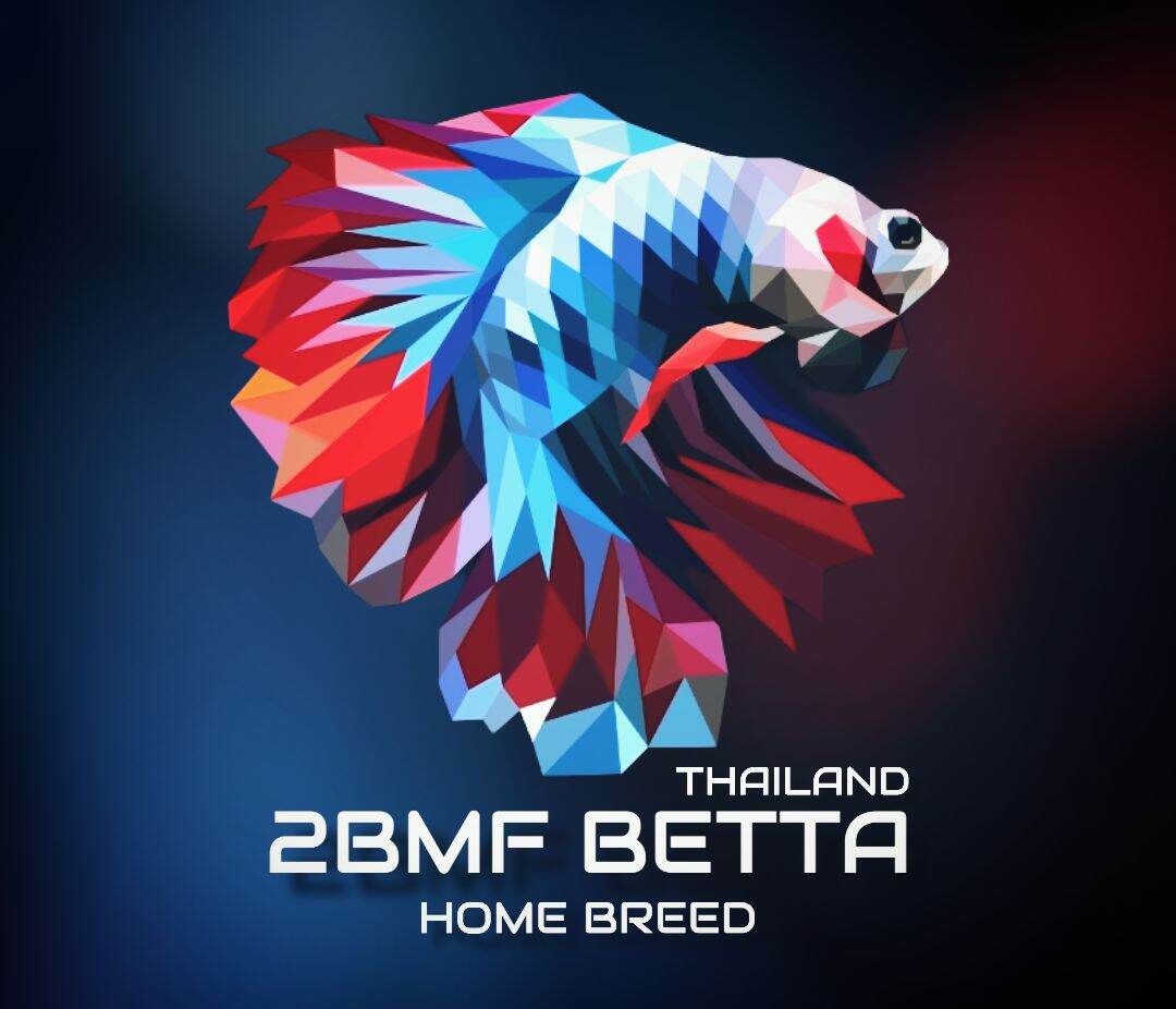 ช้อปออนไลน์ ที่ 2BMF BETTA | lazada.co.th