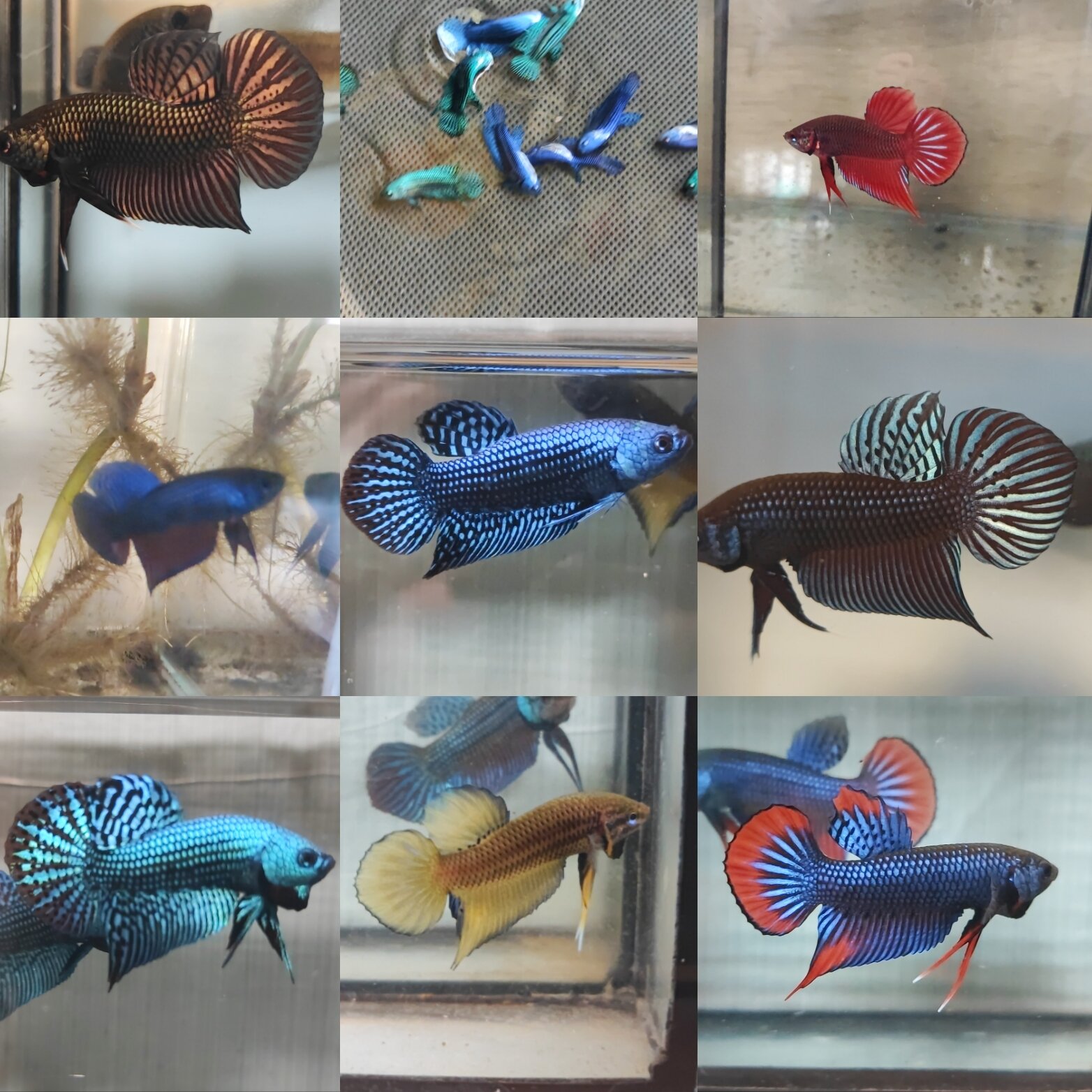 กล่อง สุ่มปลากัดป่าเพศผู้ 1ตัว คล่ะสายพันธ์ุ | Lazada.co.th