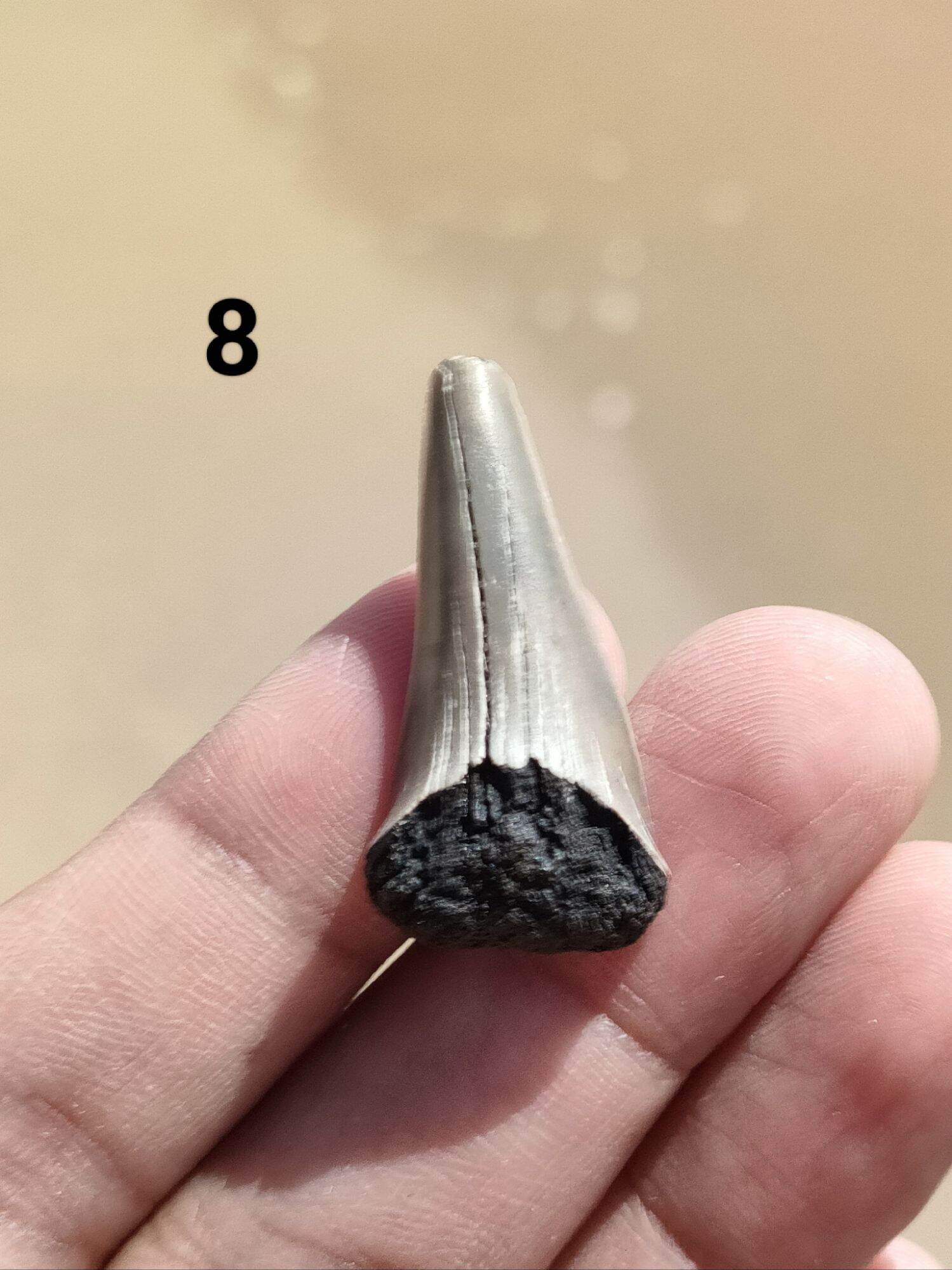 ⛏ ฟอสซิล ฟัน🦈 มาโก ( Mako Shark Teeth Fossil ) ยุคโบราณ จากประเทศ ...