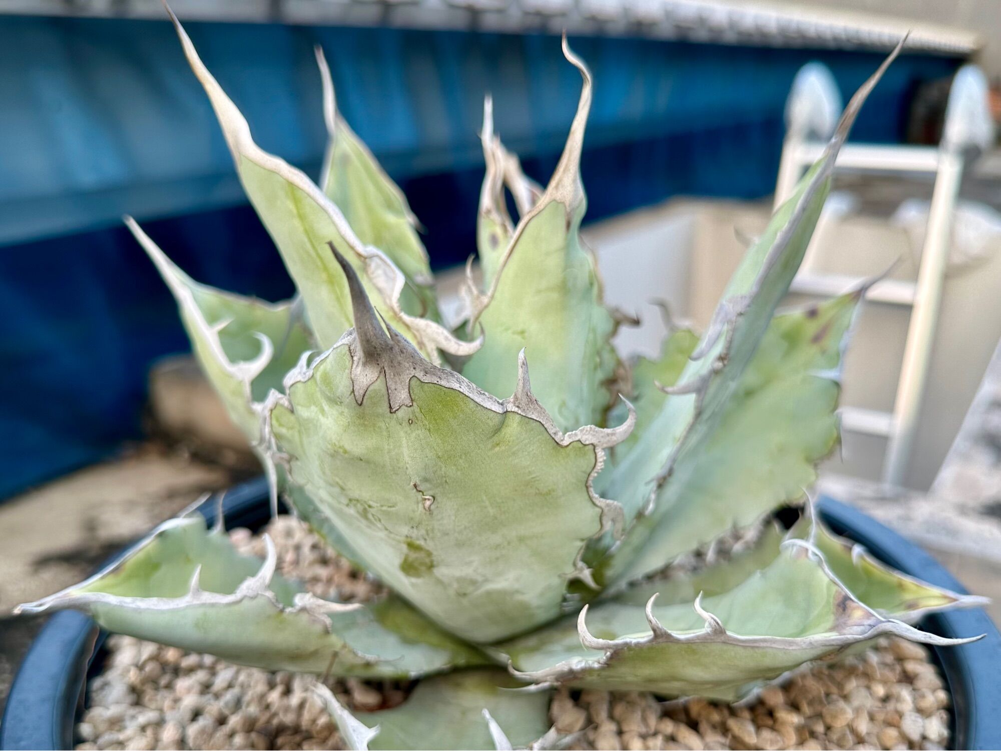 หน่ออากาเว่ Agave titanota ‘White Ice’ | Lazada.co.th