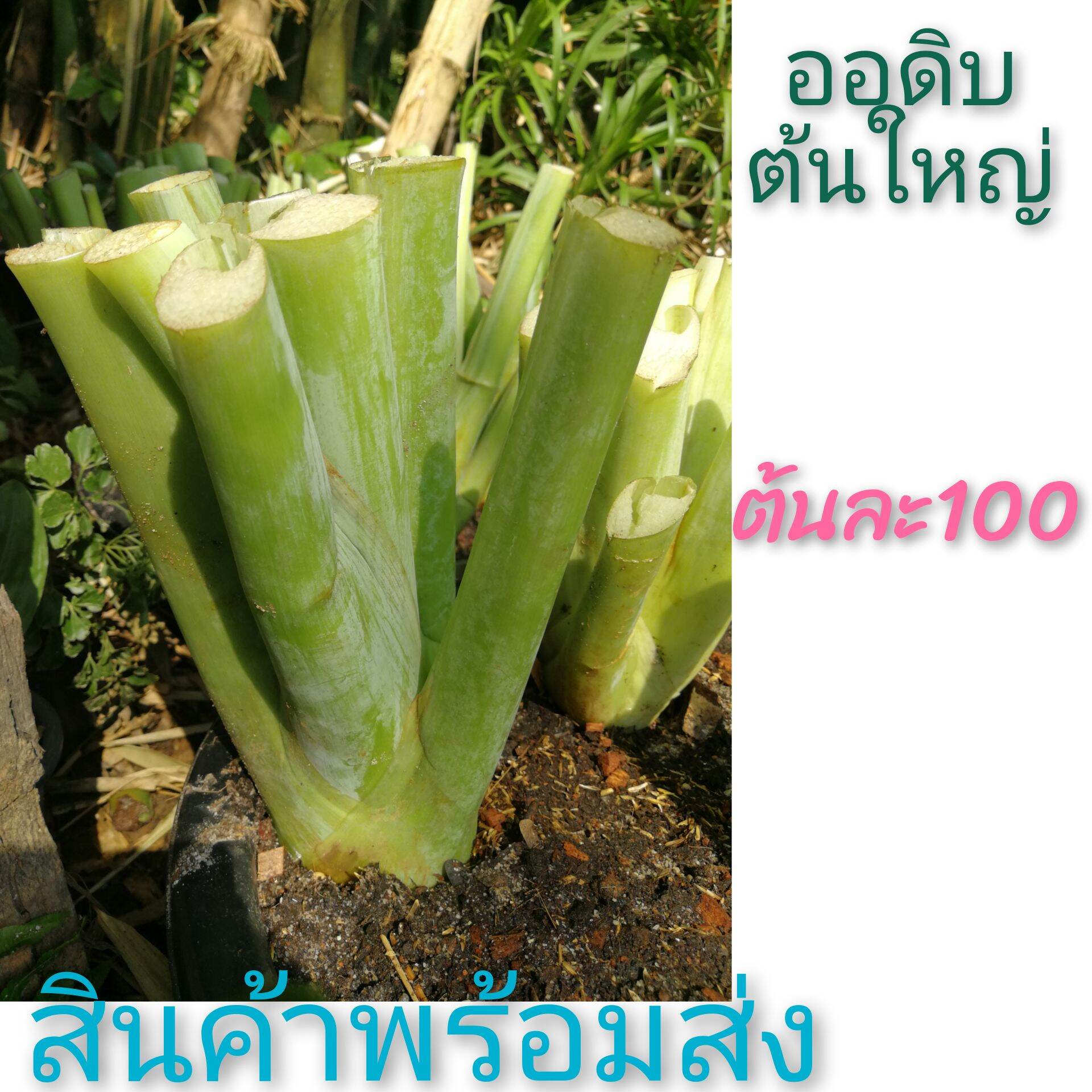 ต้นพันธุ์ ออดิบ, คูน, ทูน ต้นใหญ่ตัด ใบ 1ต้น 100บาท#แกงส้ม แกงกะทิ ผัก ...