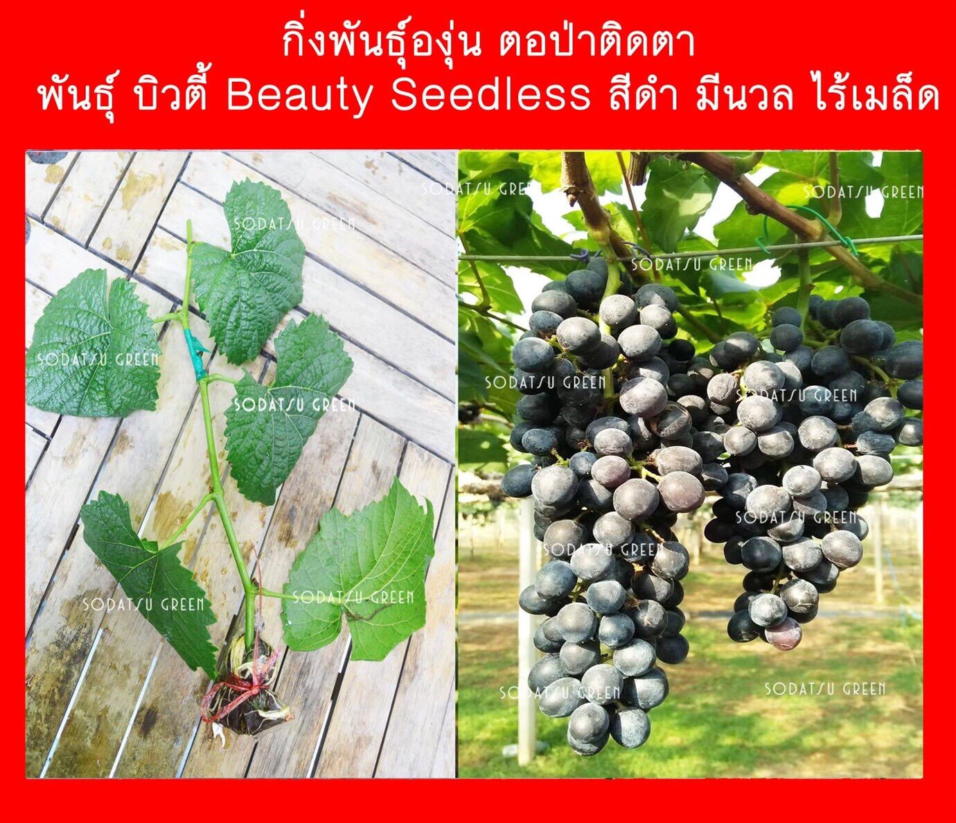 กิ่งพันธุ์องุ่น บิวตี้ ซีดเลส Beauty Seedless ไร้เมล็ด ยอดนิยม ผลอร่อย ...