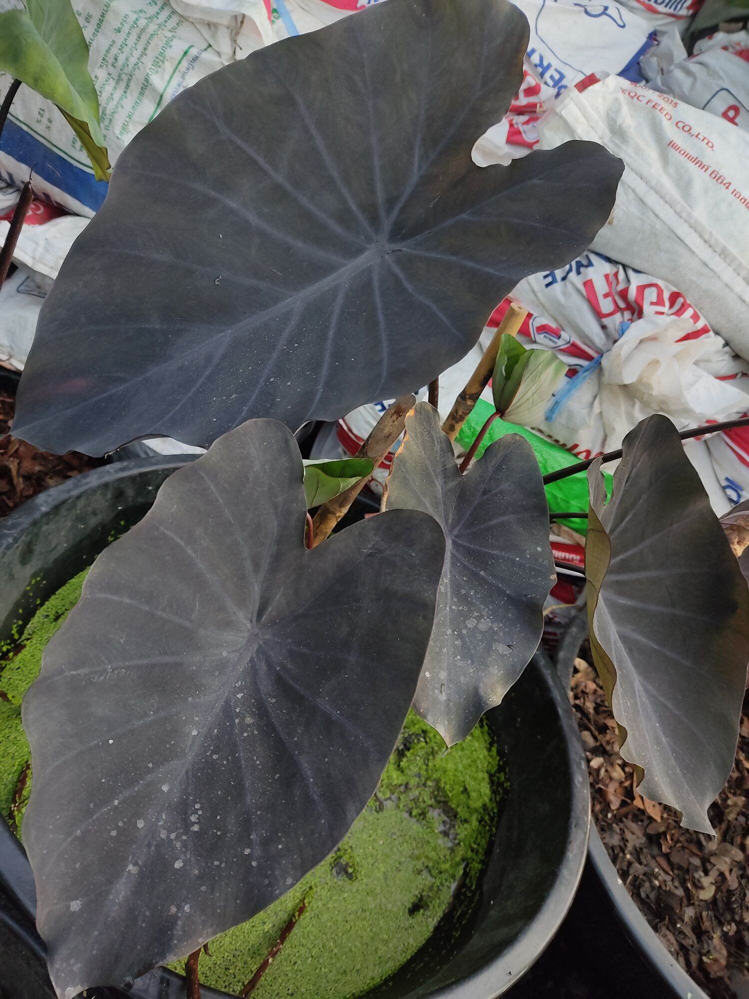 Colocasia Black Runner