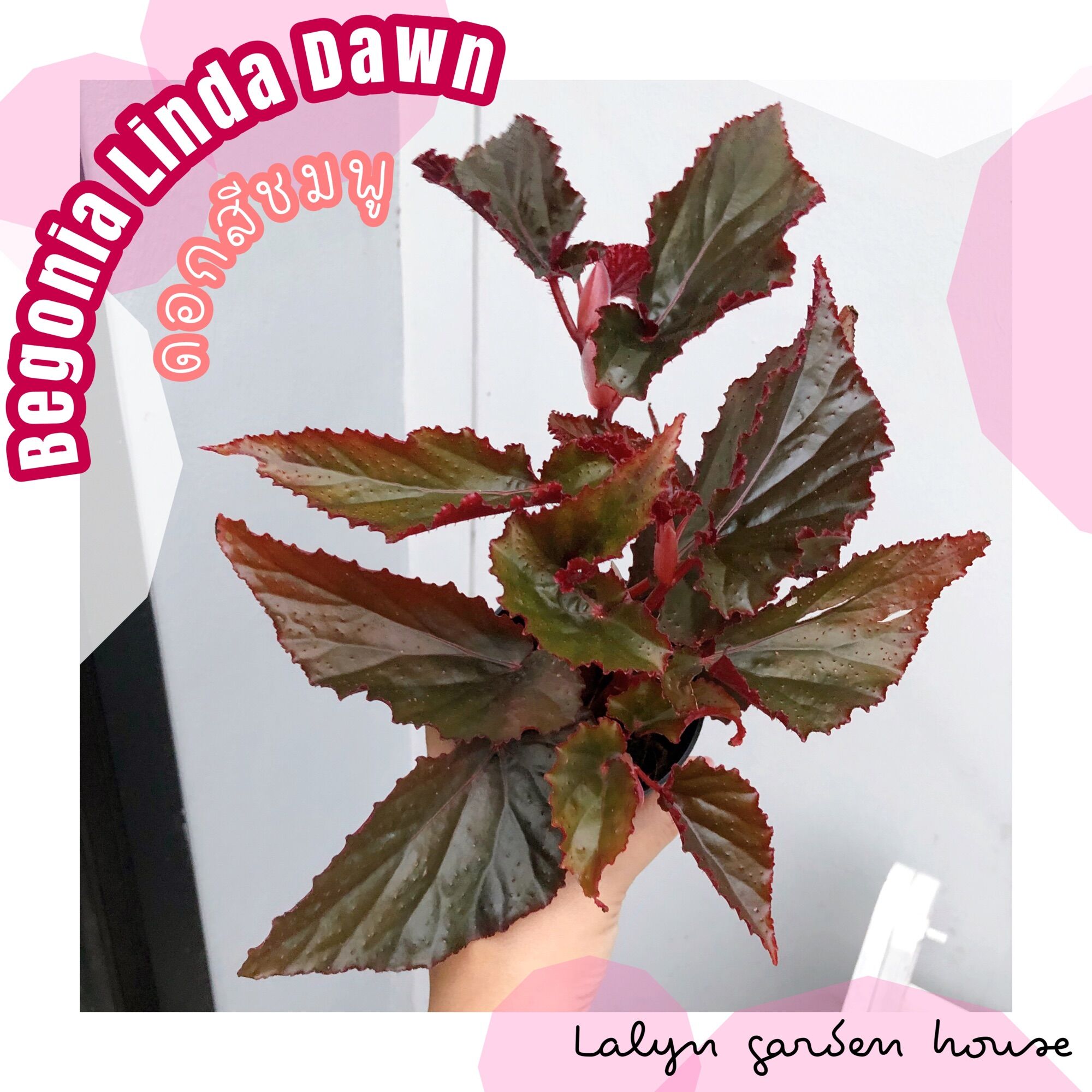 🍂 ️ บีโกเนียใบแดง (begonia linda dawn)ไม้ในร่ม แดดรำไร ออกดอกสีชมพู กระถาง 3 นิ้ว ใบสีแดง🍂 ️ ...