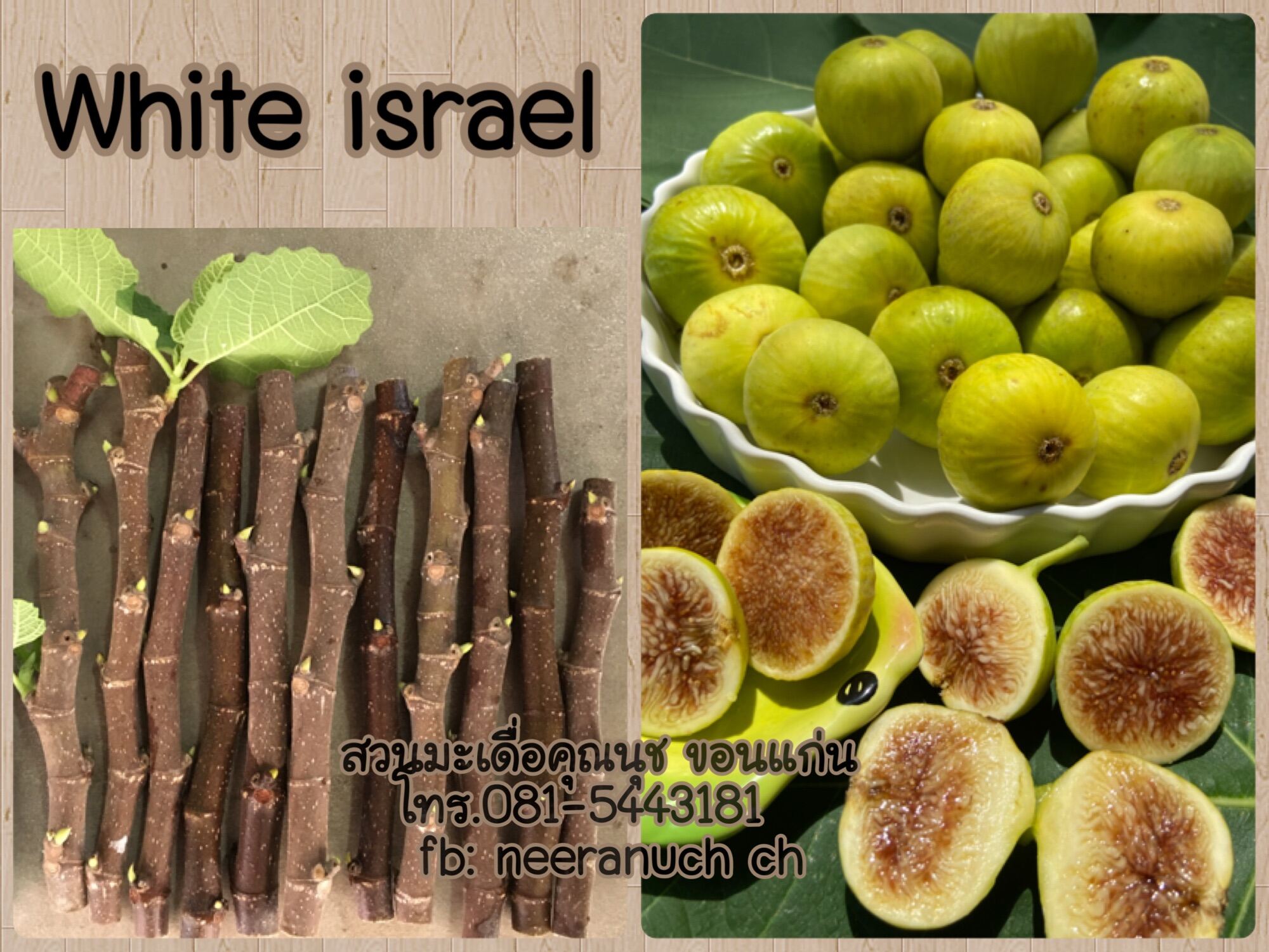 มะเดื่อฝรั่ง กิ่งสดมะเดื่อฝรั่งไวท์อิสราเอลชุด 4 กิ่ง180/white israel ...