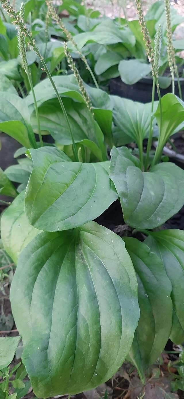 ช้อปออนไลน์ ที่ Noi@Bee_shop | lazada.co.th