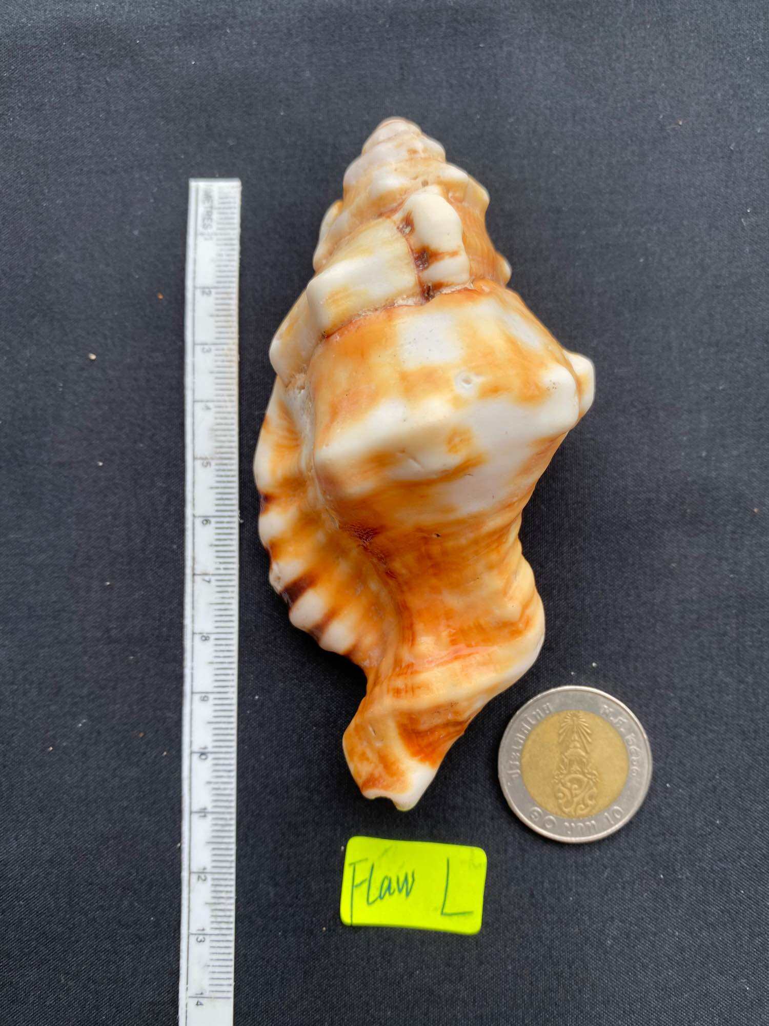 elephant nose sea snail shell Tiger stripes conch | Lazada.co.th