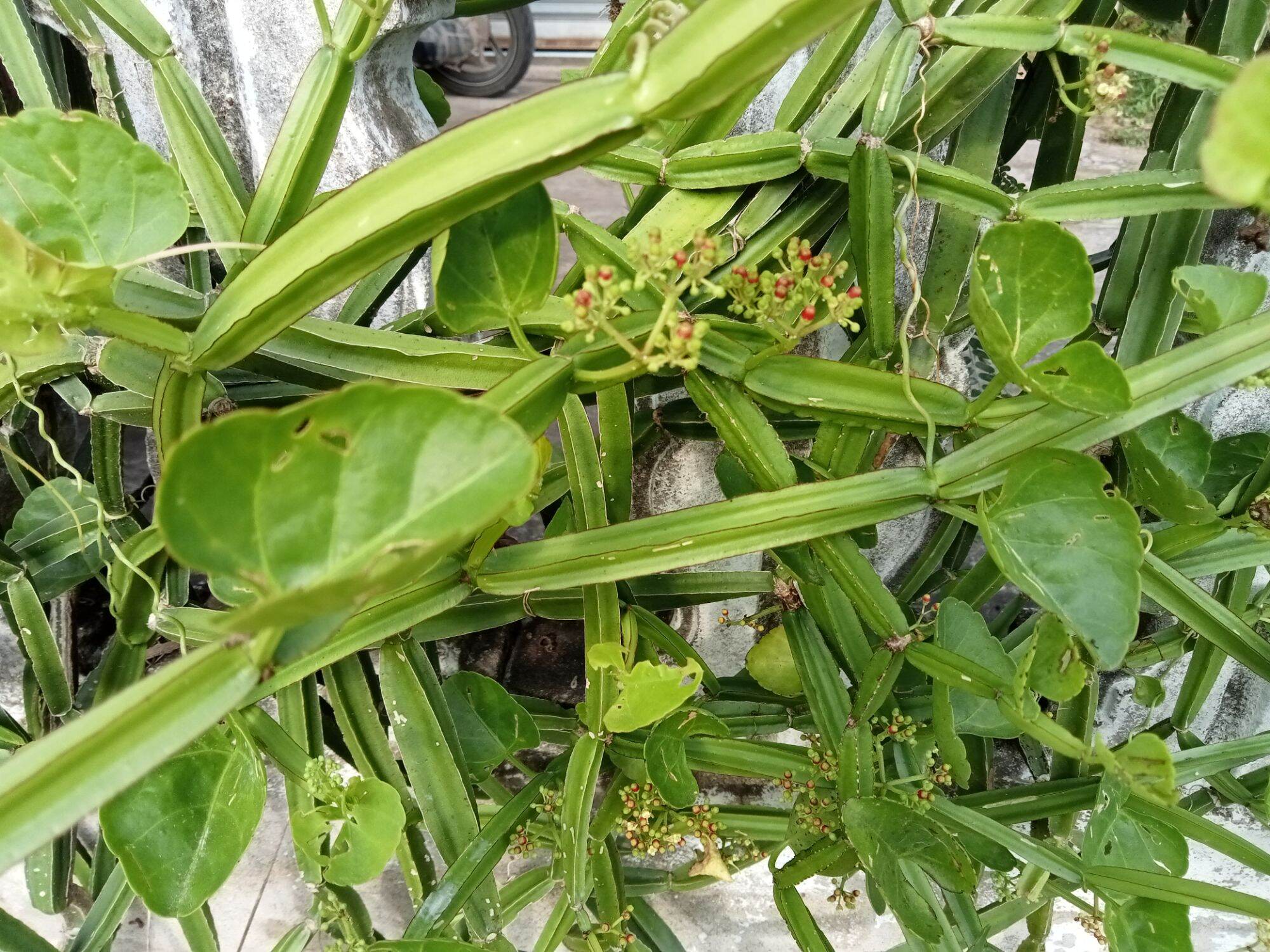 ต้นเพชรสังฆาต ชุด 5 กิ่ง | Lazada.co.th