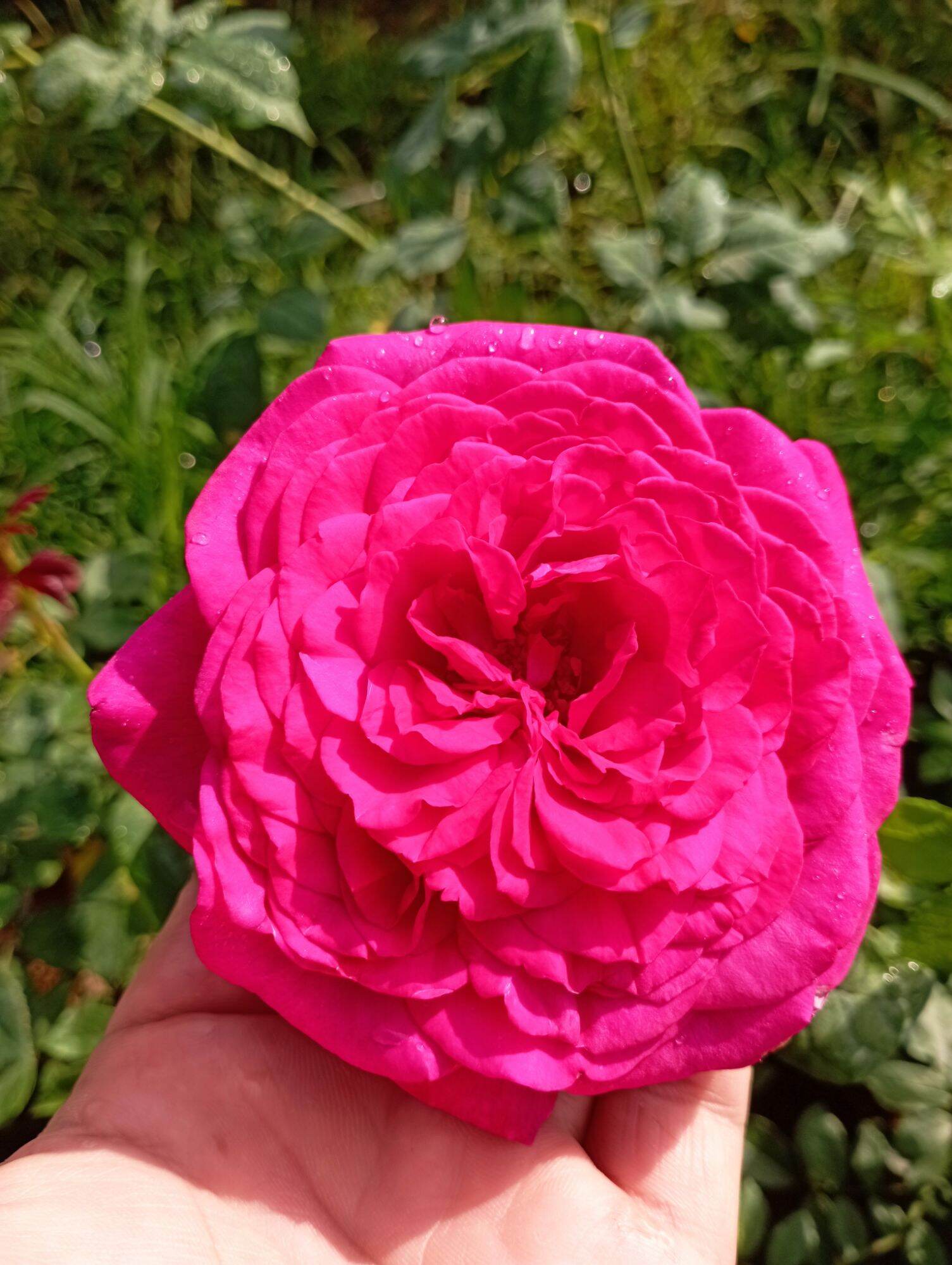 กุหลาบเจ้าชายสีม่วงเข้ม( The prince rose) | Lazada.co.th