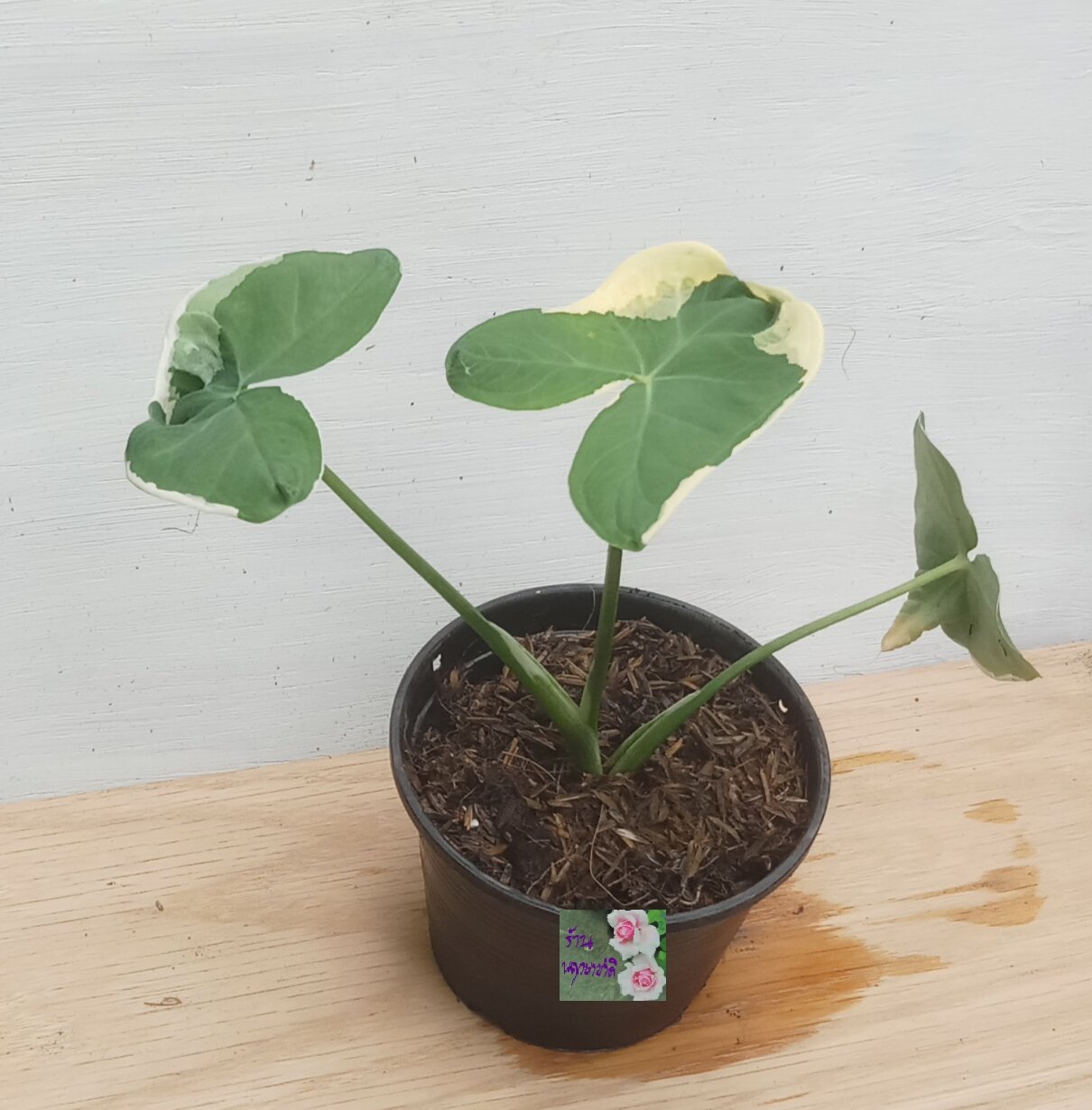 ต้นถุงเงินถุงทอง Mickey mouse plant ไม้มงคล ฟอกอากาศ ประดับบ้าน สวน ...