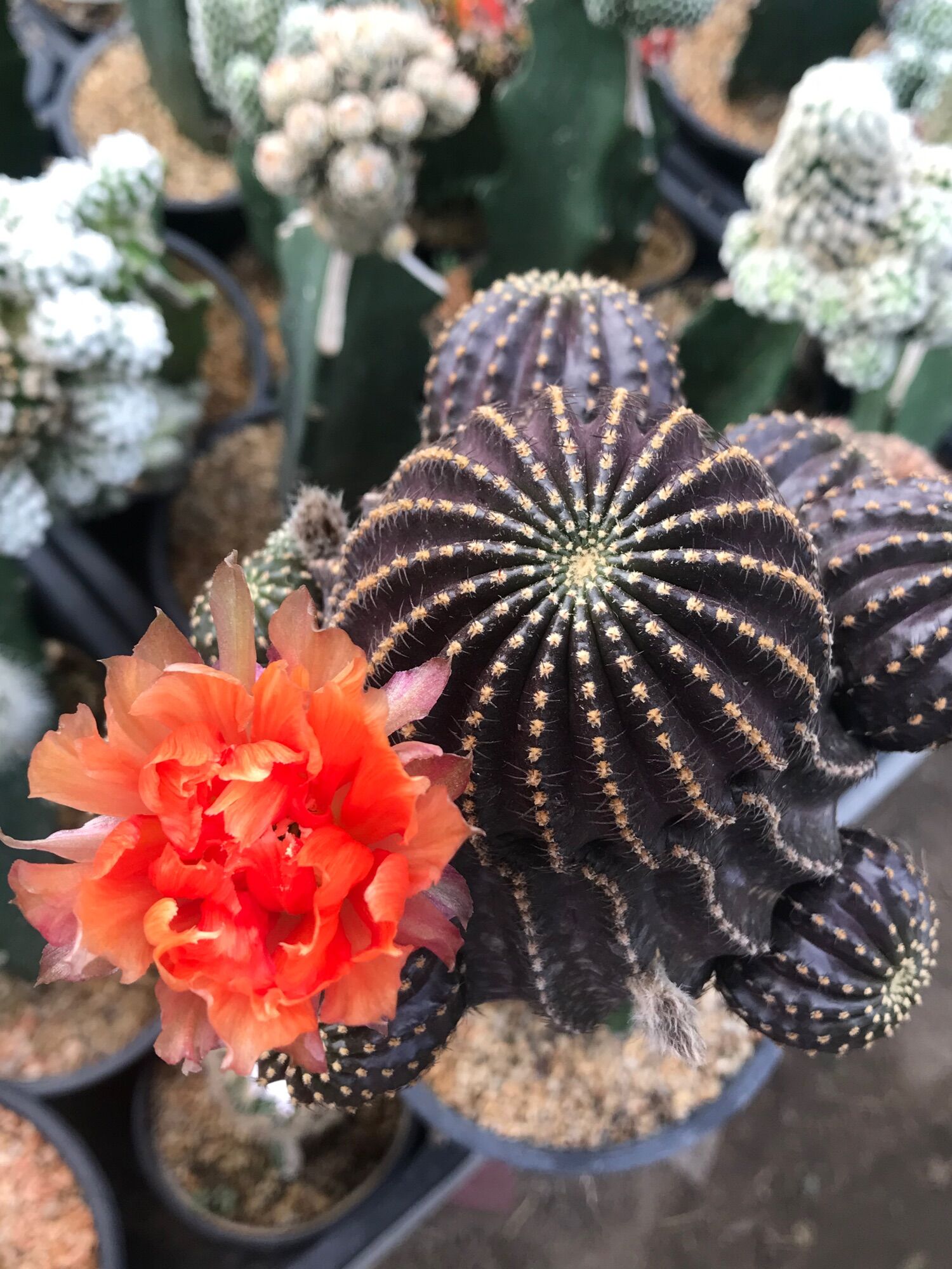 โลบิเวียผิวม่วงดำ ดอกสวยมาก ไม้หายากน่าสะสม Lobivia napina - Lookma ...