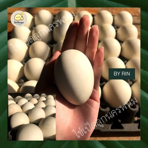 ไข่ลูกเป็ด ไข่เวียดนาม 10 ฟอง 160 บาท (ไซส์ s) - Rin_by_rin65 - ThaiPick