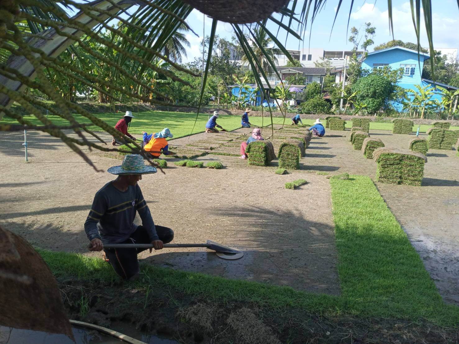 Shop online with Fresh grass shop now! Visit Fresh grass shop on Lazada.