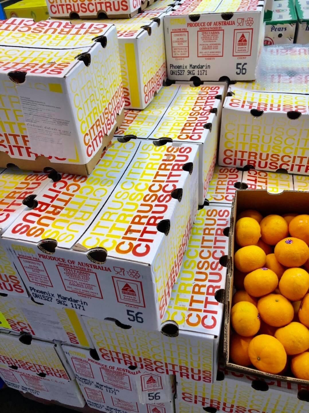 ส้มแมนดารินออสเตรเลีย 2PH 1 กิโล Phoenix Mandarin ส้มสวยๆ ลูกใหญ่ พรี ...