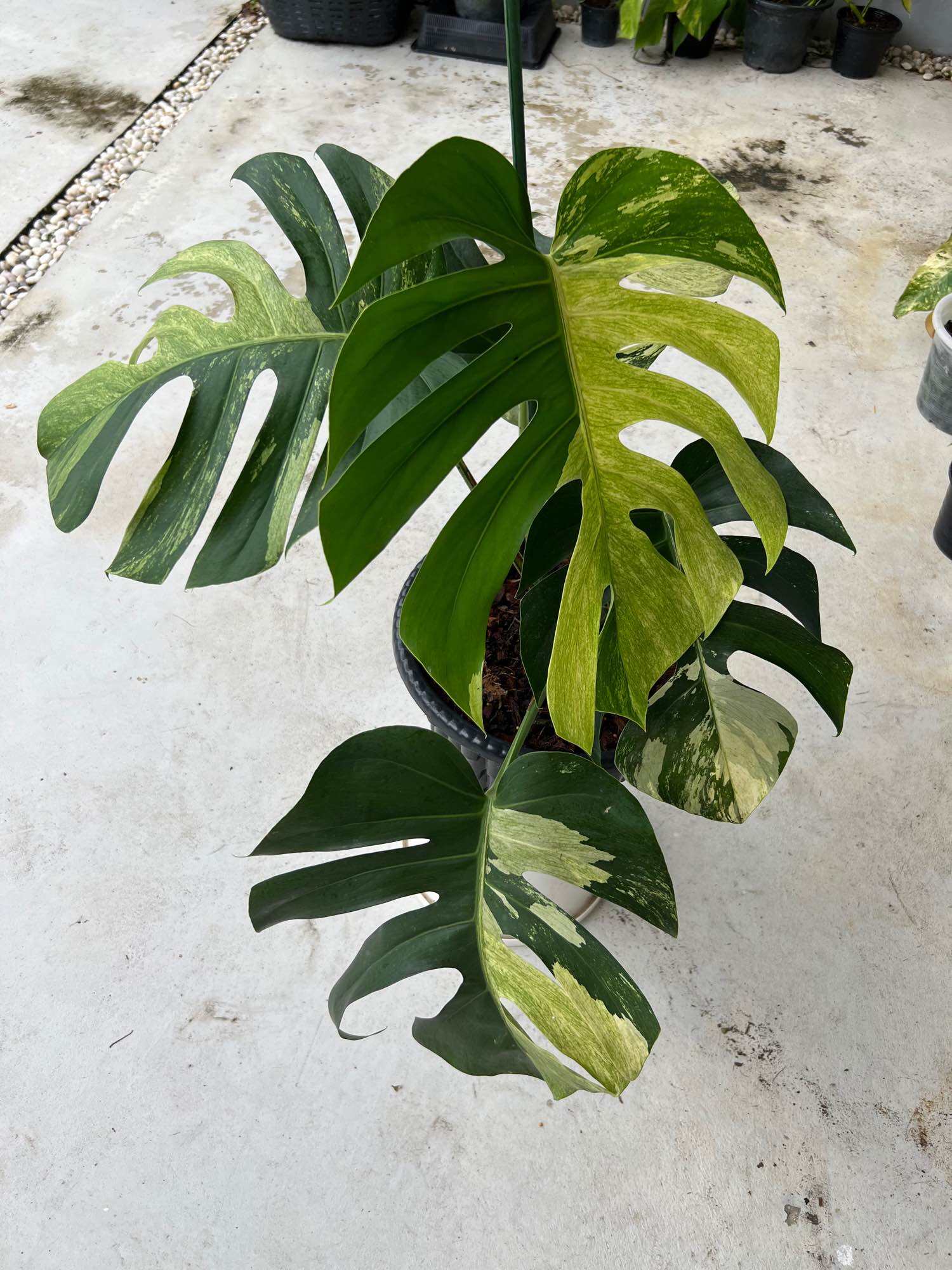 Monstera Mint มอนสเตอร่า เดลิซิโอซ่า มิ้นท์ด่าง ไม้ยอด 5 ใบ รากเดินดี ...
