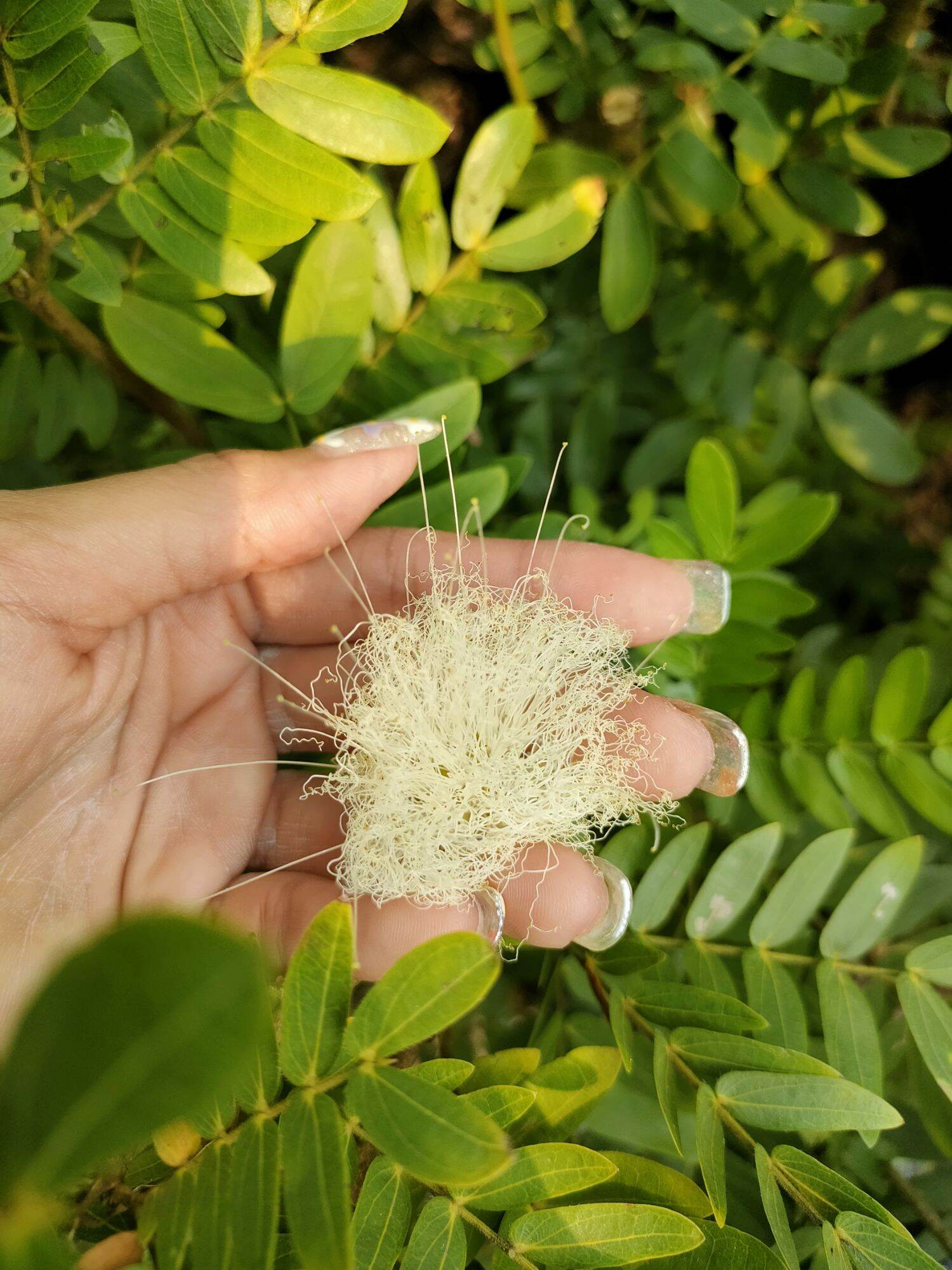 ึต้นพู่นายพล พู่จอมพล สีขาว White Powder Puff White Powder Puff(กิ่งชำ ...