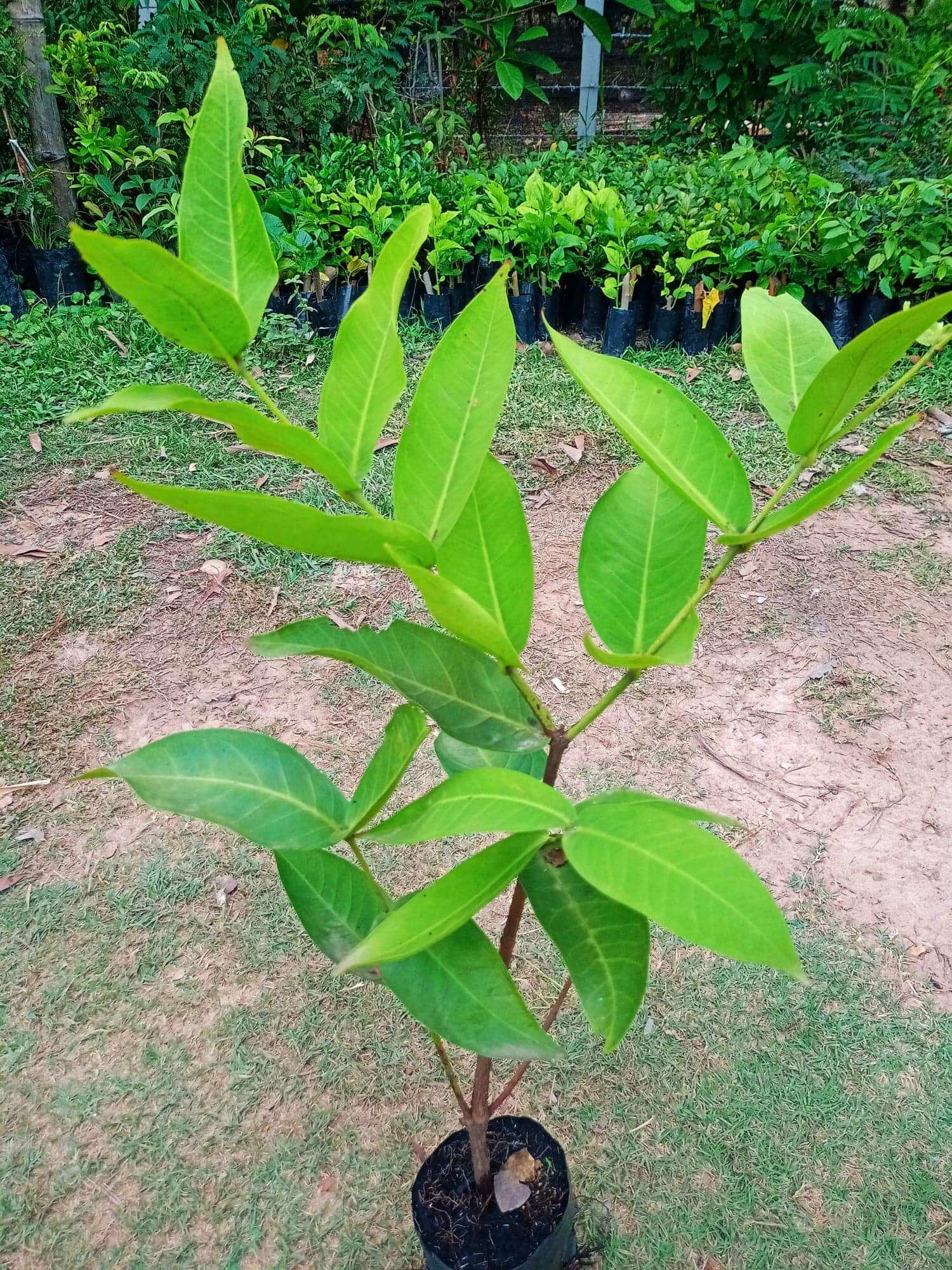 ต้นชมพู่ทับทิมจันทร์ ผลใหญ่เนื้อหวานกรอบ แบบกิ่งตอน - red_tree - ThaiPick