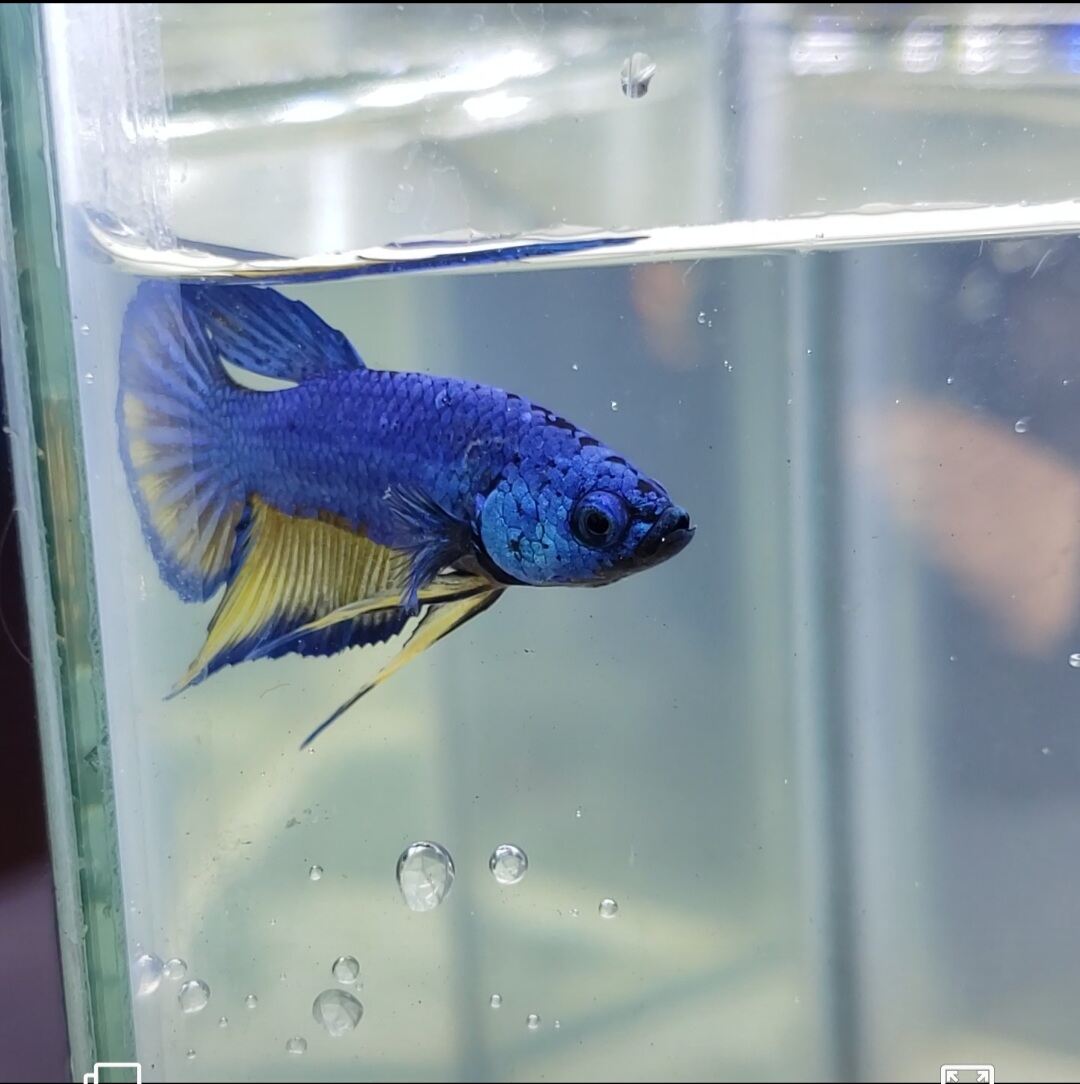 ‼️ โปรถูกสุด ๆ ปลากัดแฟนซี เพศผู้ อายุ 3 เดือน a8 - oni_fish_farm ...