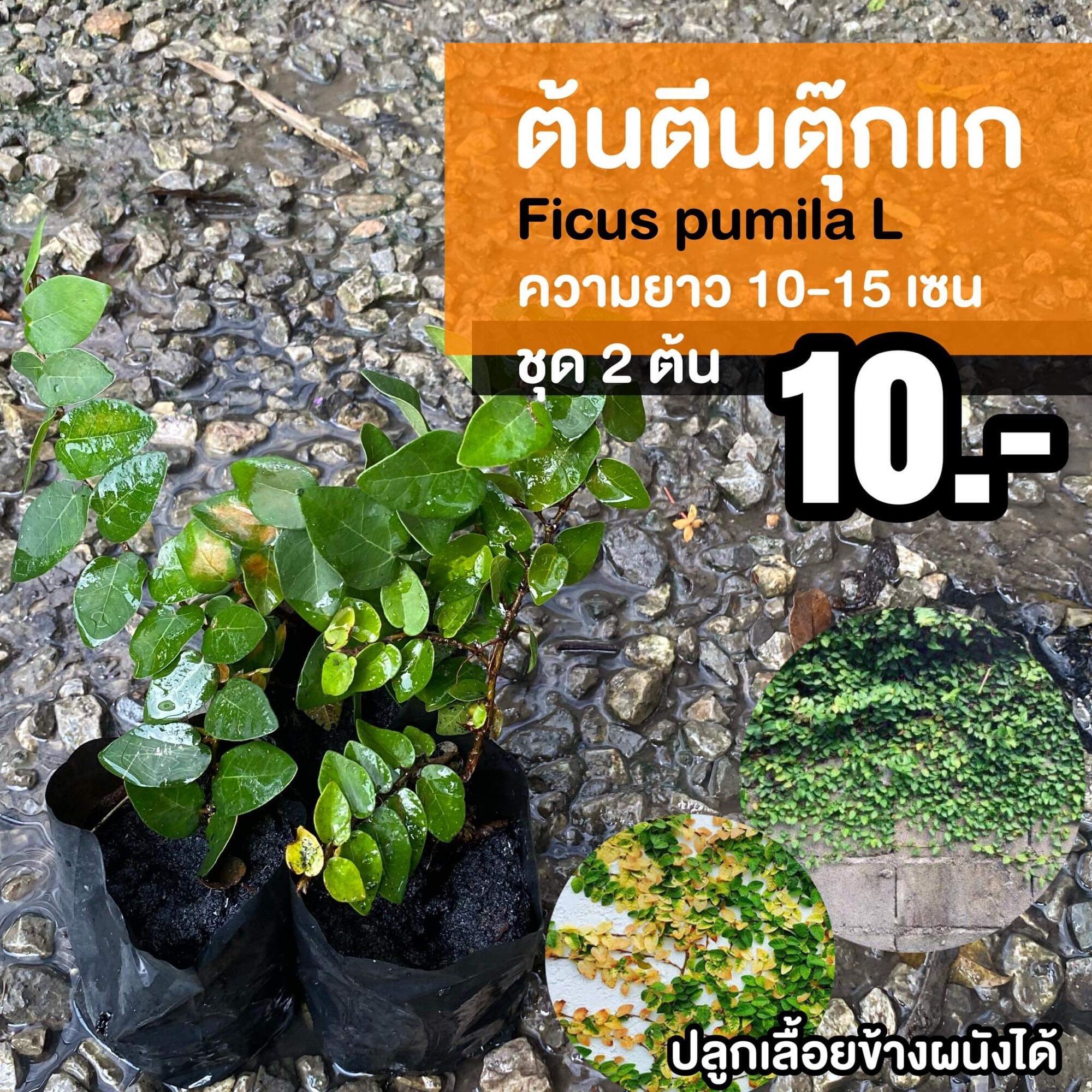 ต้นตีนตุ๊กแก(ชุด2ต้น) | Lazada.co.th