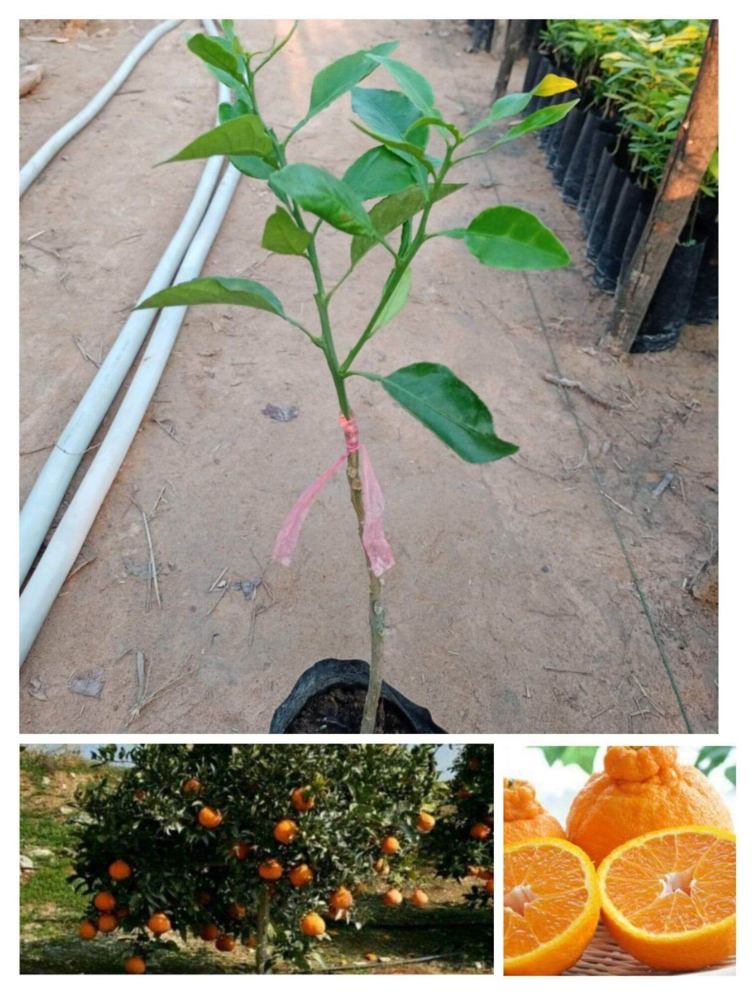 ต้นส้มเดกาปอง ส้มเดโกปอง รสหวานหอม แบบเสียบยอด - red_tree - ThaiPick