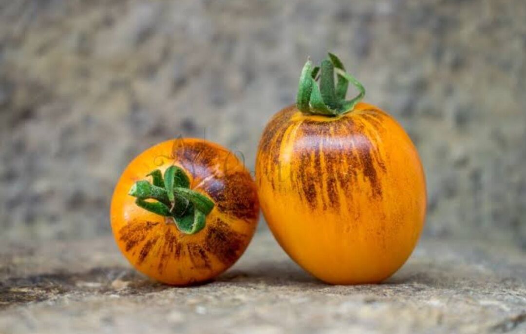 เมล็ดพันธุ์มะเขือเทศ อะตอมมิค ซันเซ็ท Atomic Sunset Tomato Seed บรรจุ ...