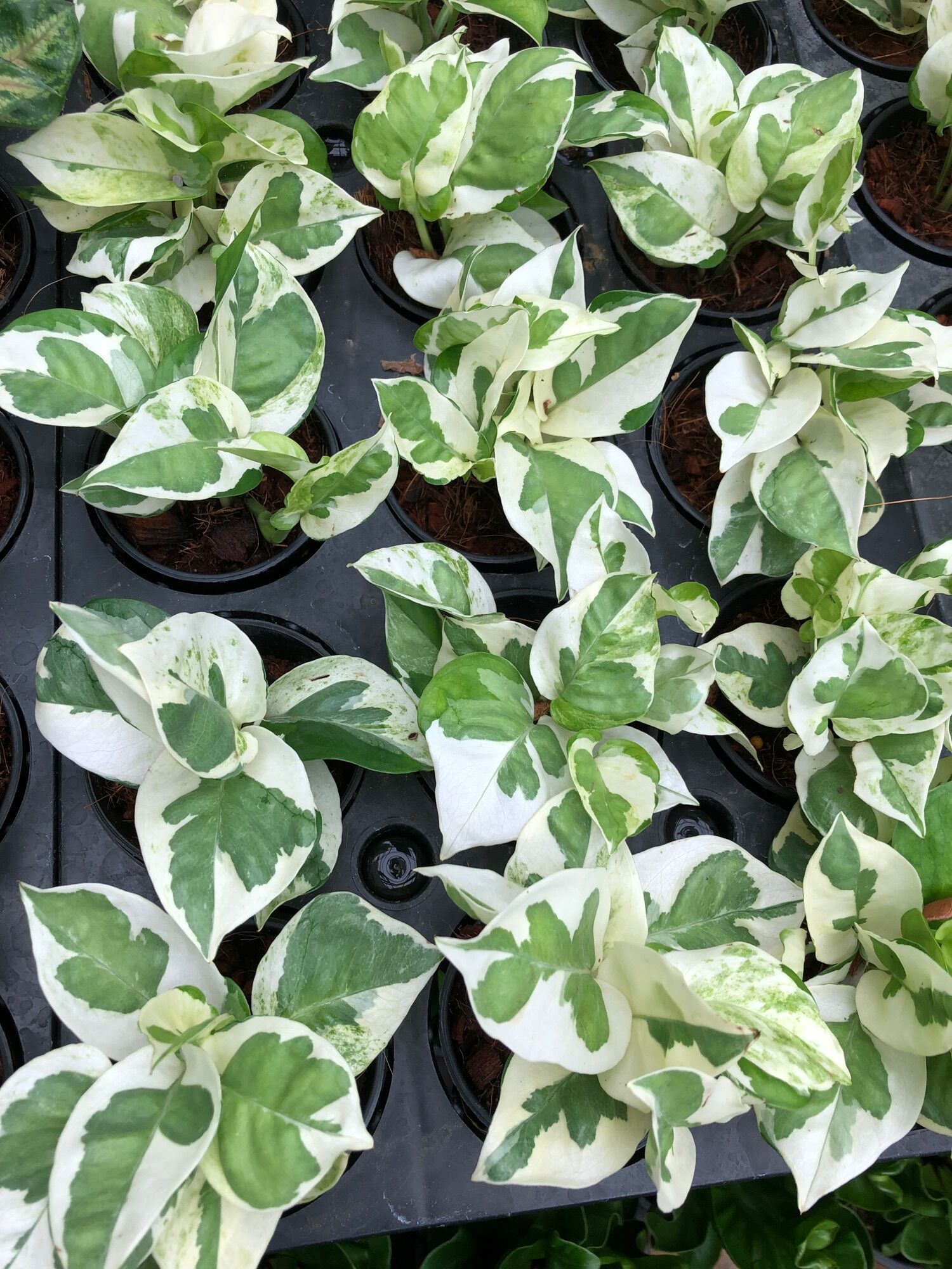 เอื้องไตรดอกแดง Trias disciflora กล้วยไม้ไม้จิ๋ว เลี้ยงง่าย - เอสไอบี ...