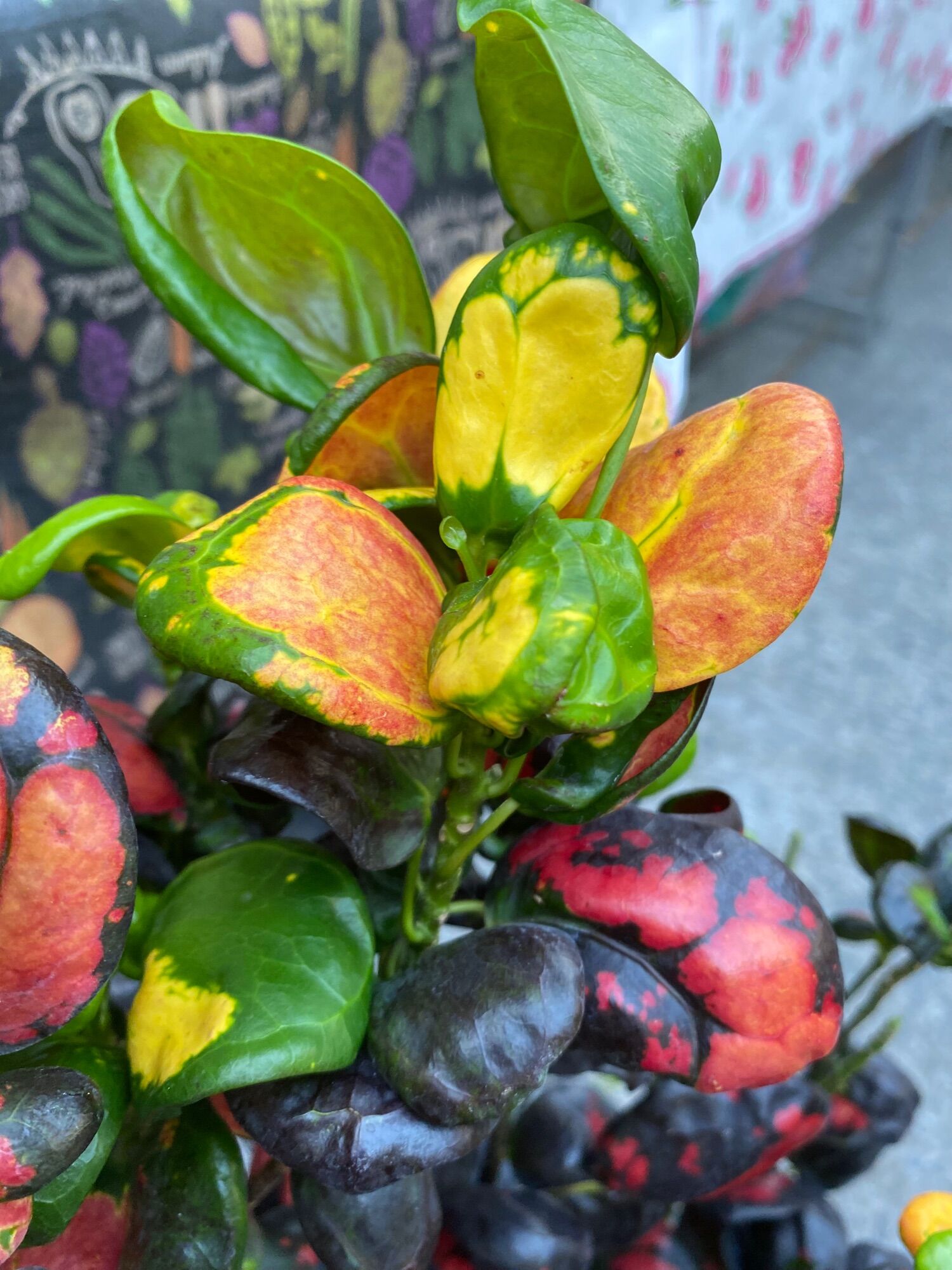 โกสนต่างหูชาววัง (Thai Croton) ขนาด 35-50 cm. | Lazada.co.th