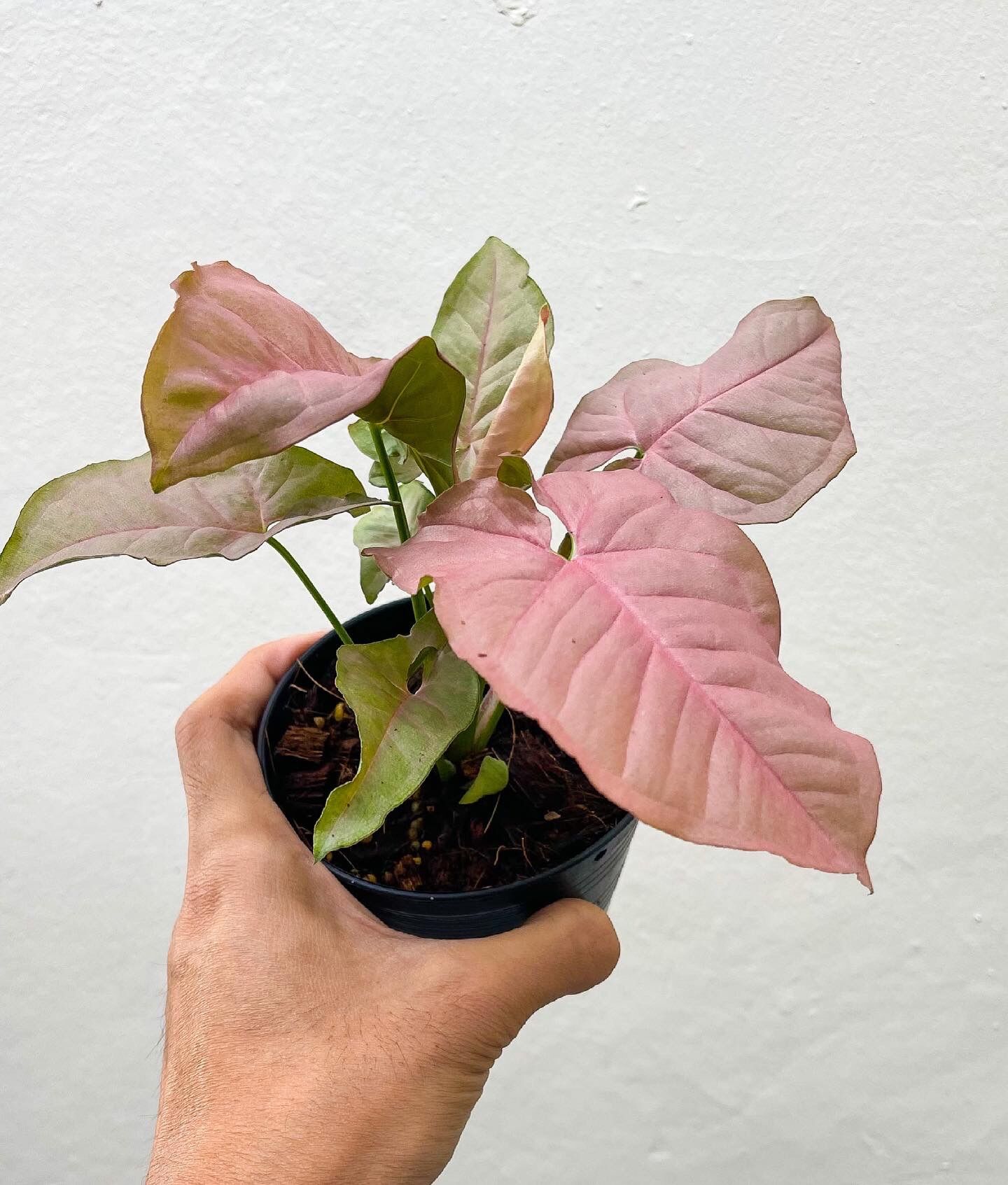 ออมชมพู (Syngonuim Pink Dream) - Best Plants - ThaiPick